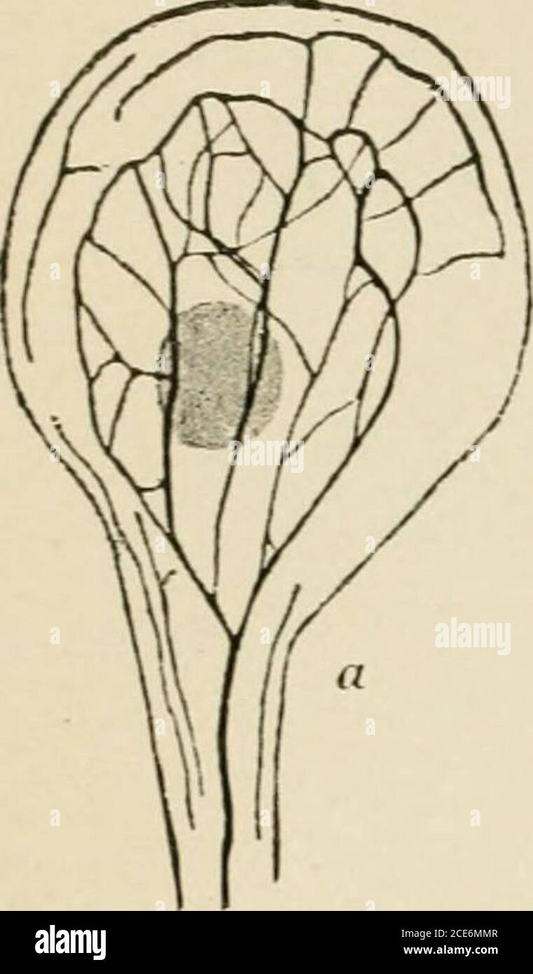 Neuropile hi-res stock photography and images - Alamy