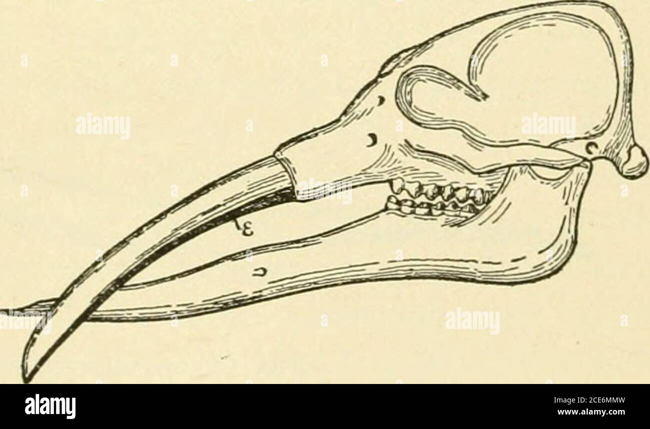 Tetrabelodon Angustidens High Resolution Stock Photography and Images ...