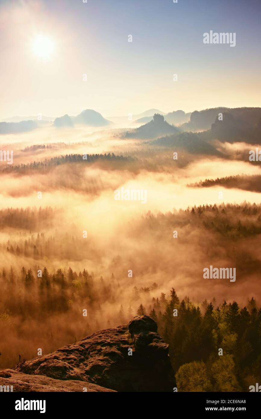 Dreamy misty forest landscape. Majestic peaks of old trees cut lighting ...