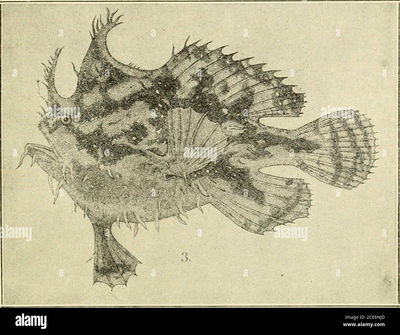 Angler fish eggs hi-res stock photography and images - Alamy