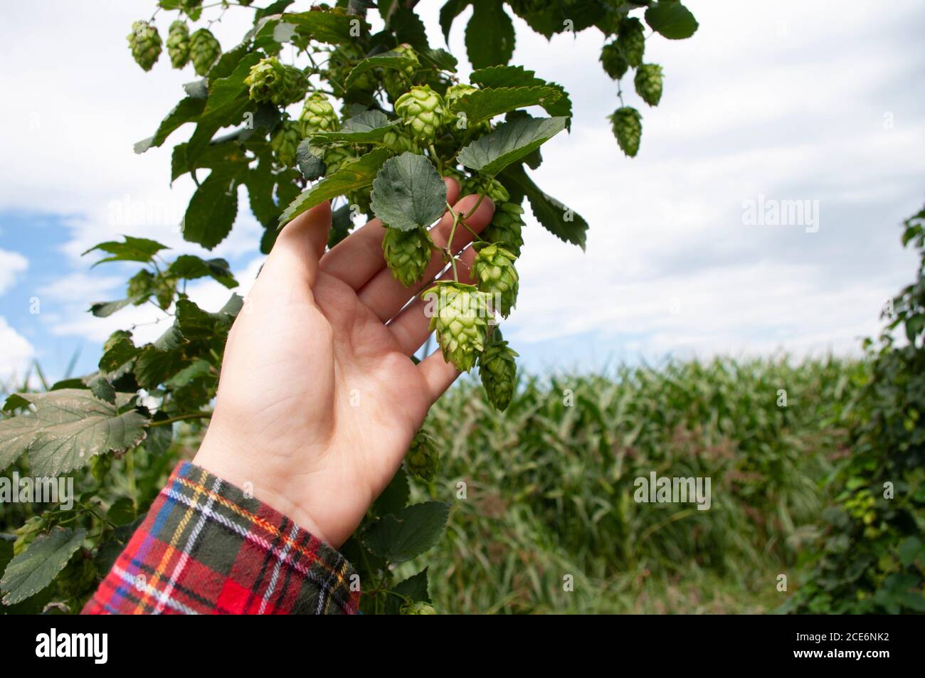 Hops harvesting, farmer picking green hop cones for brew beer Stock ...