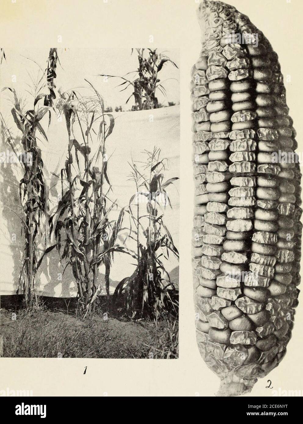 . Xenia, or the immediate effect of pollen, in maize . 44 DESCEIPTION ...
