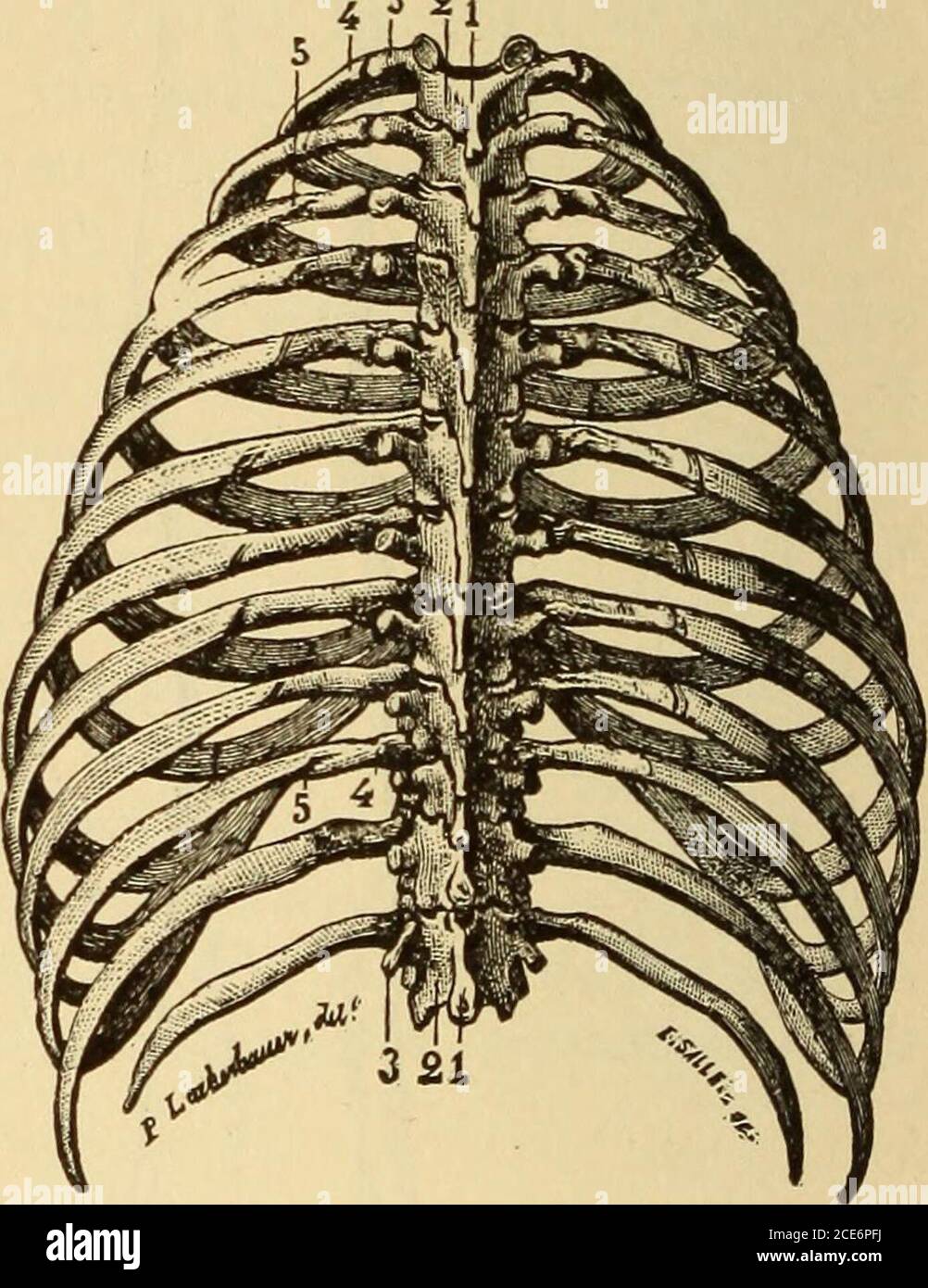 Thorax in anterior view hi-res stock photography and images - Alamy