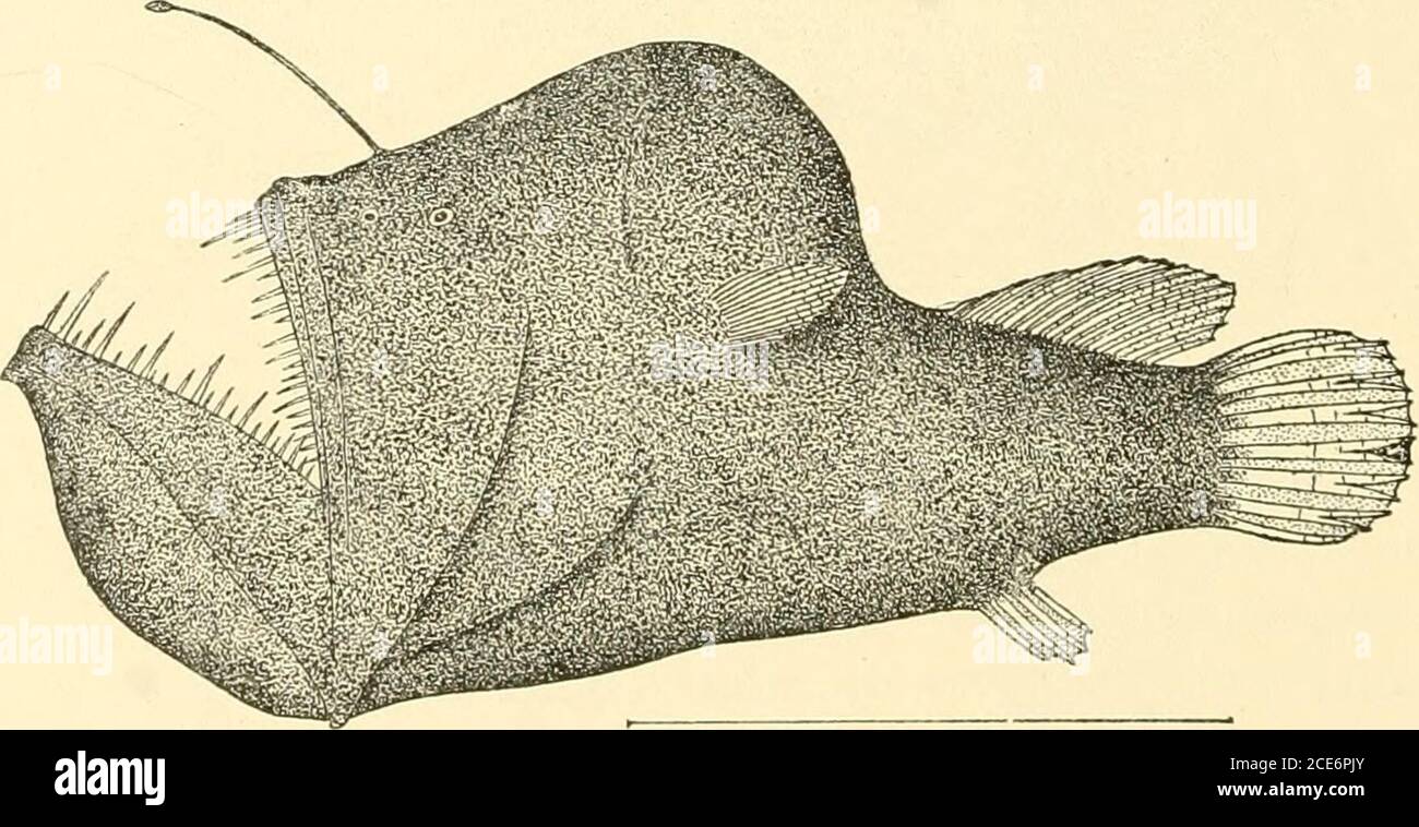 Melanocetus hi-res stock photography and images - Alamy