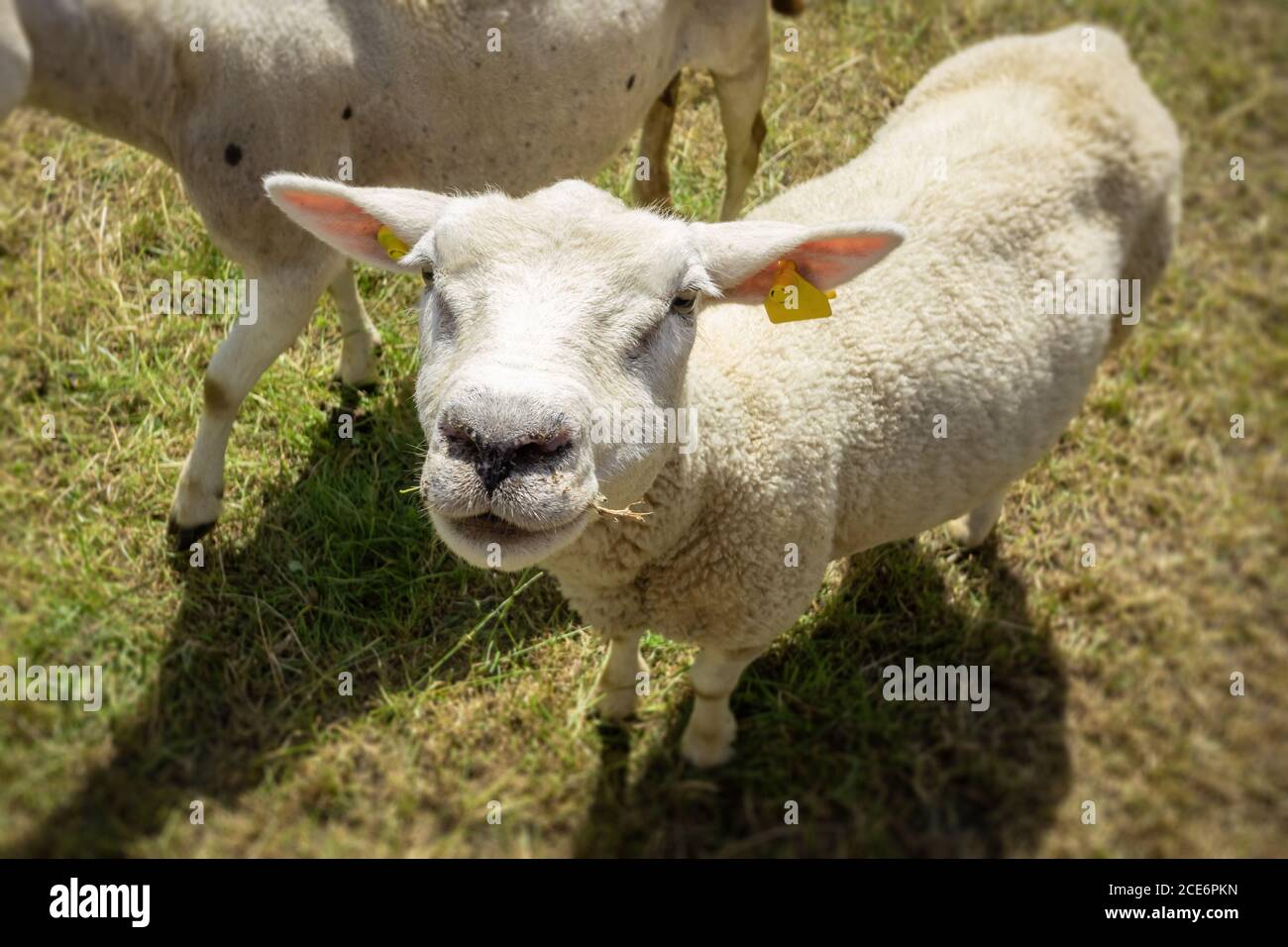 Willow sheep hi-res stock photography and images - Alamy
