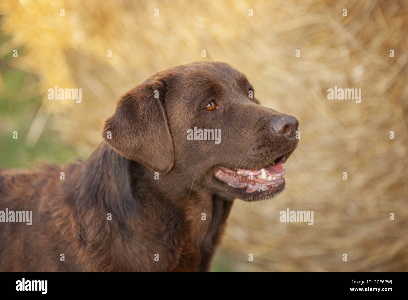 Labrador dog Portrait Stock Photo - Alamy