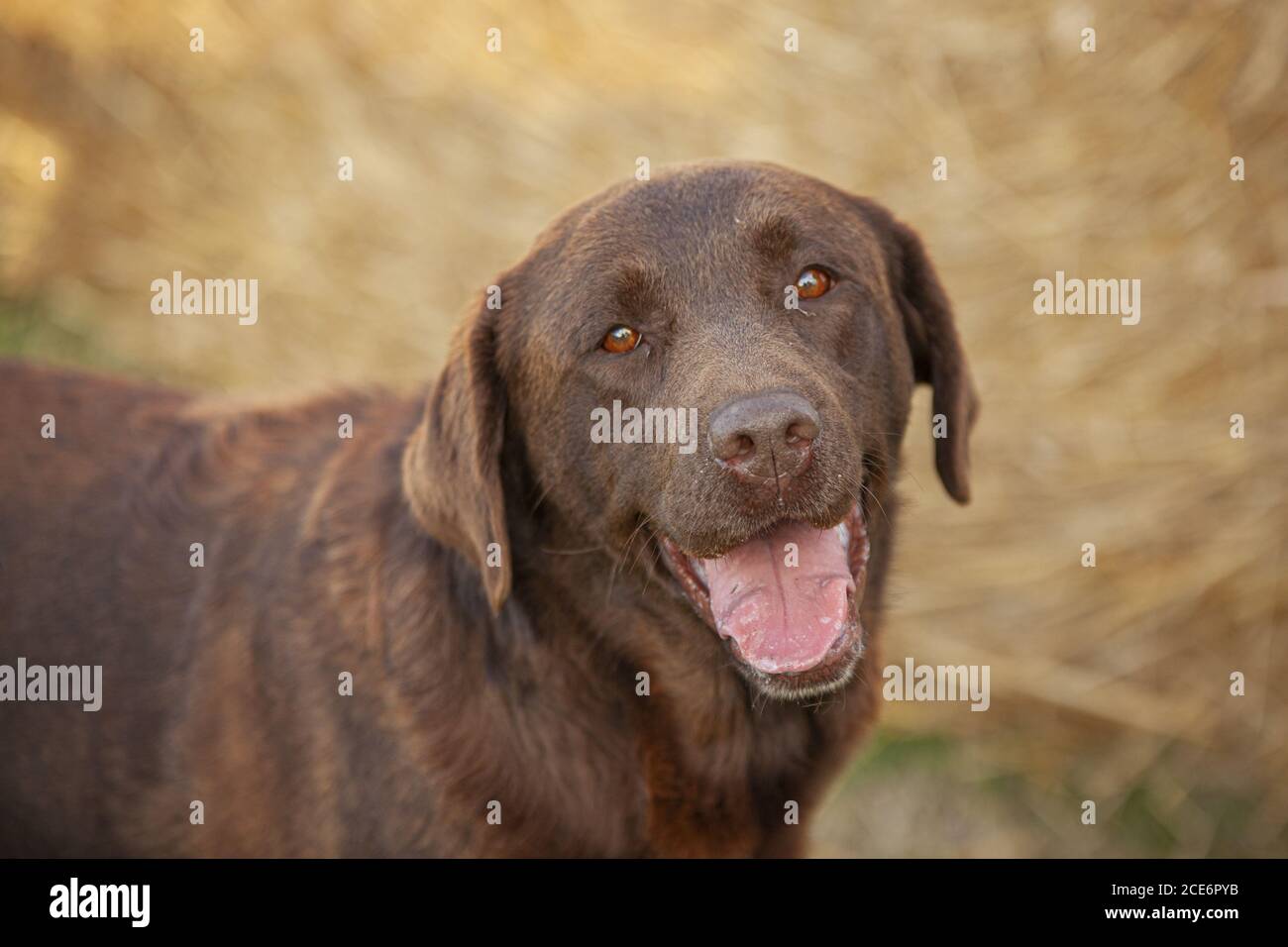 Labrador dog Portrait Stock Photo - Alamy