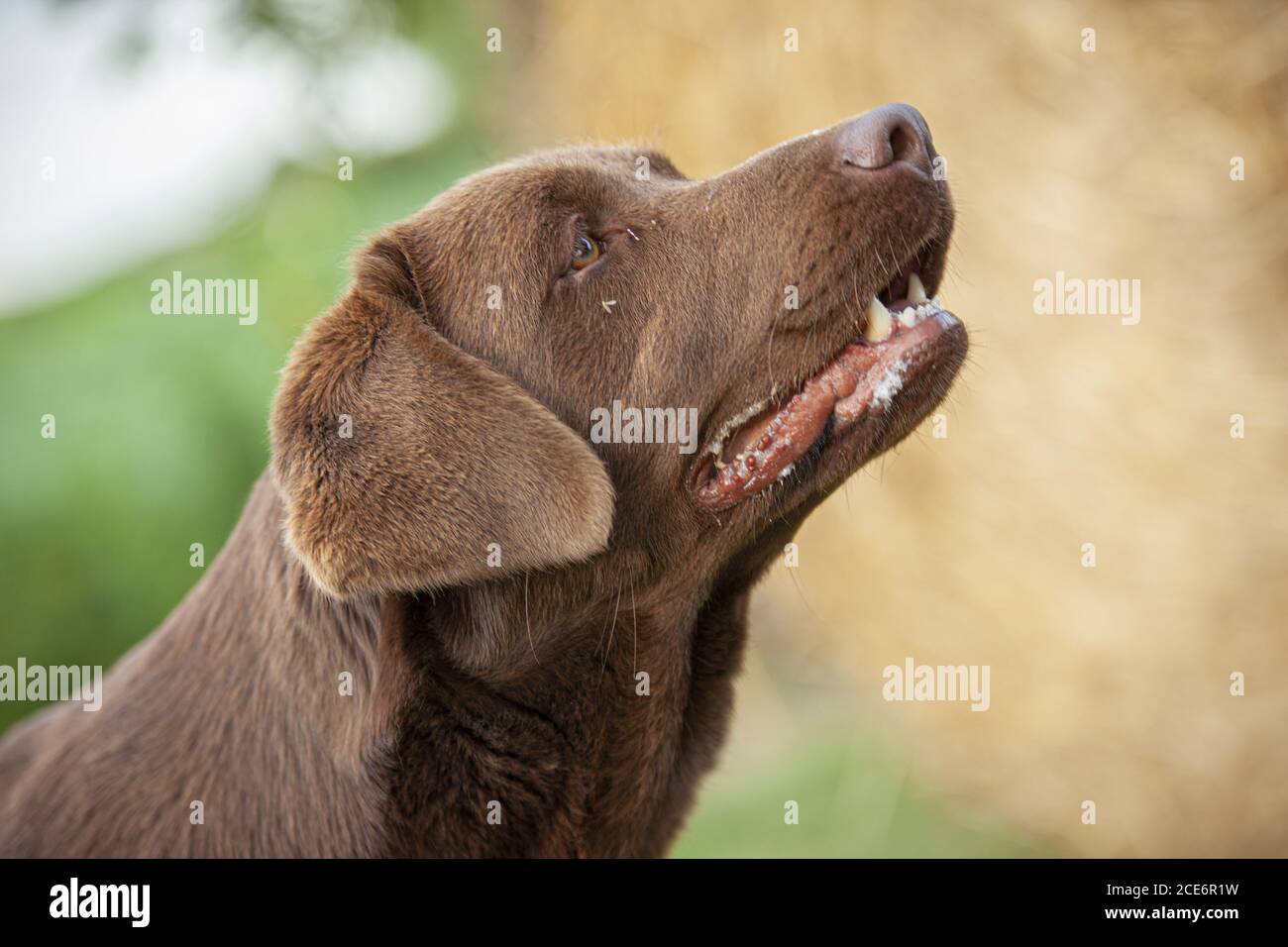 Labrador dog Portrait Stock Photo - Alamy