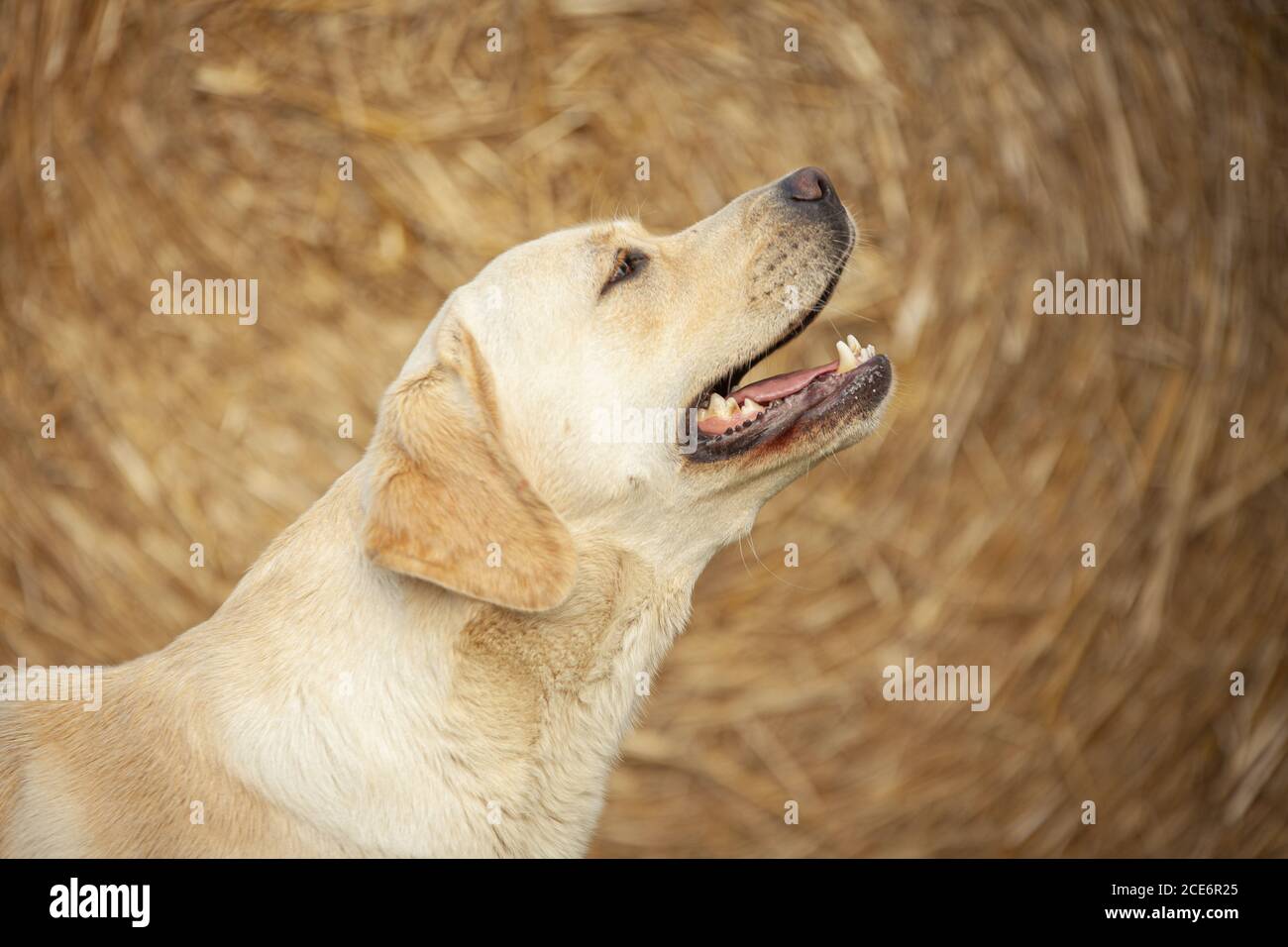 Labrador dog portrait hi-res stock photography and images - Alamy