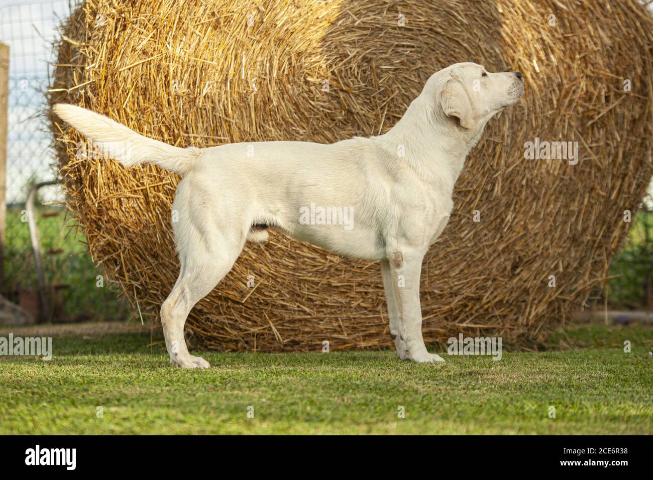 Beautiful yellow dog posing hi-res stock photography and images - Alamy