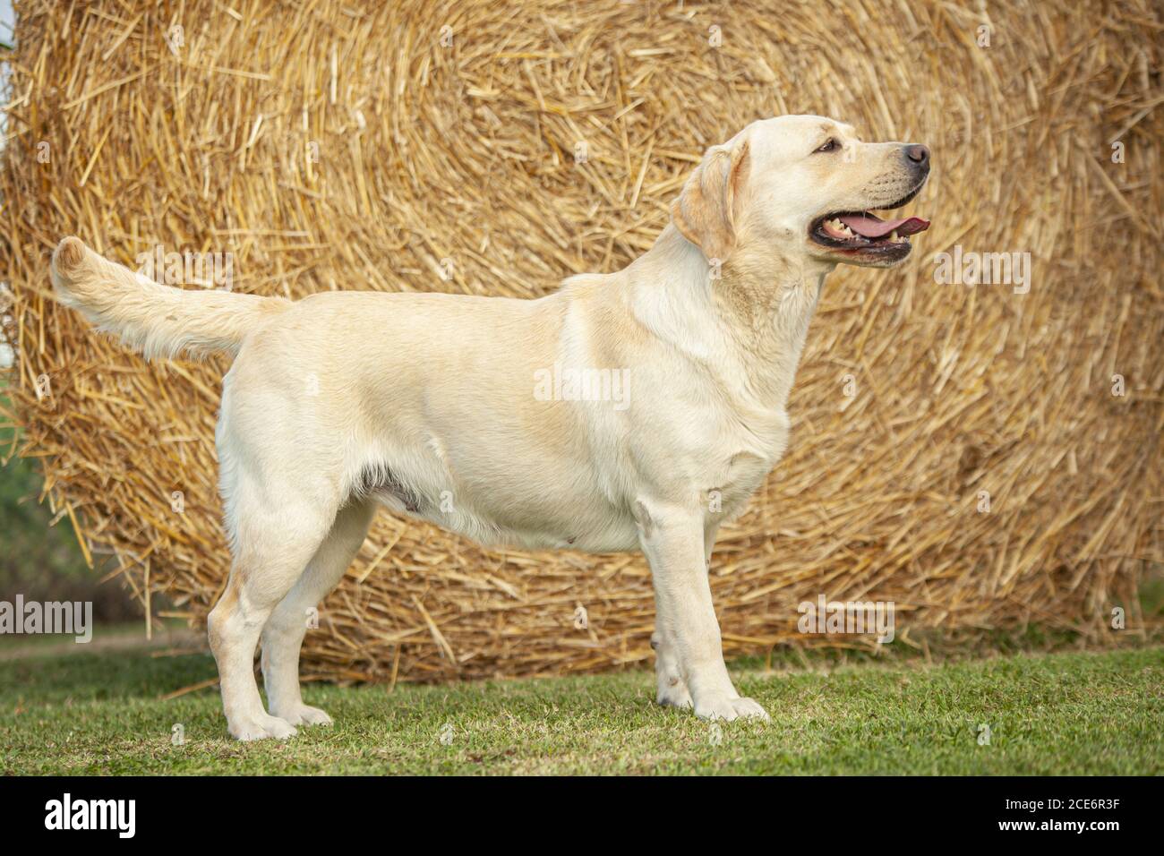 Labrador Dog Posing 30 Stock Photo - Alamy