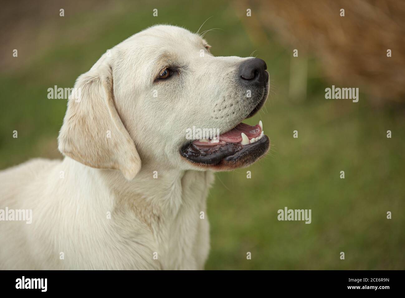 Labrador dog Portrait Stock Photo - Alamy