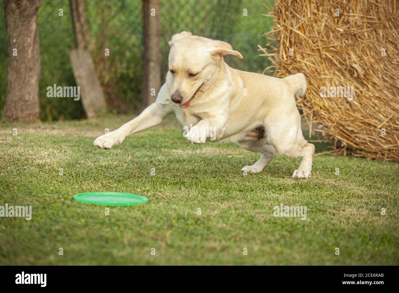 Labrador dog play in countryside 8 Stock Photo - Alamy