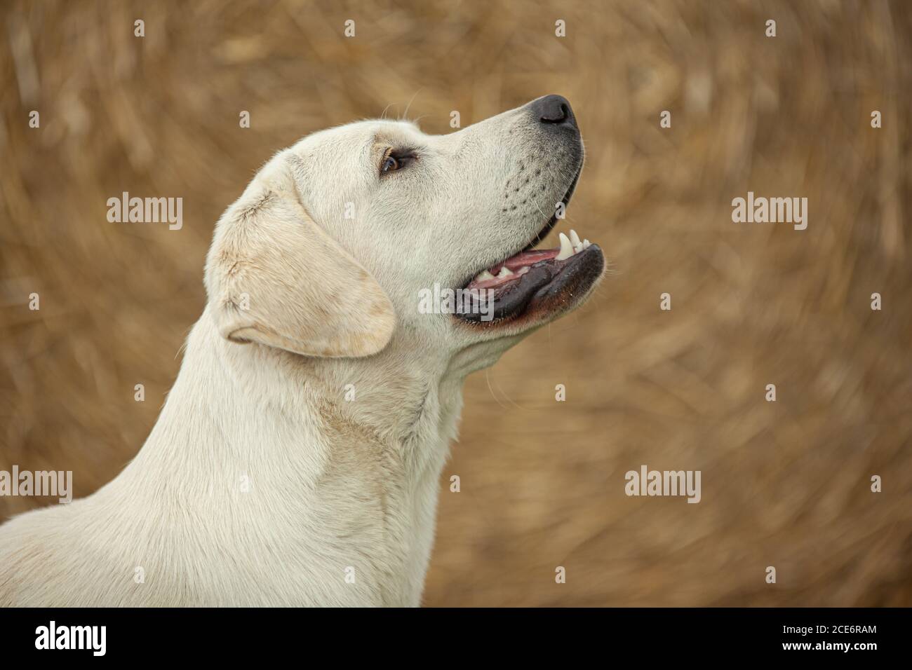 Labrador dog Portrait Stock Photo - Alamy