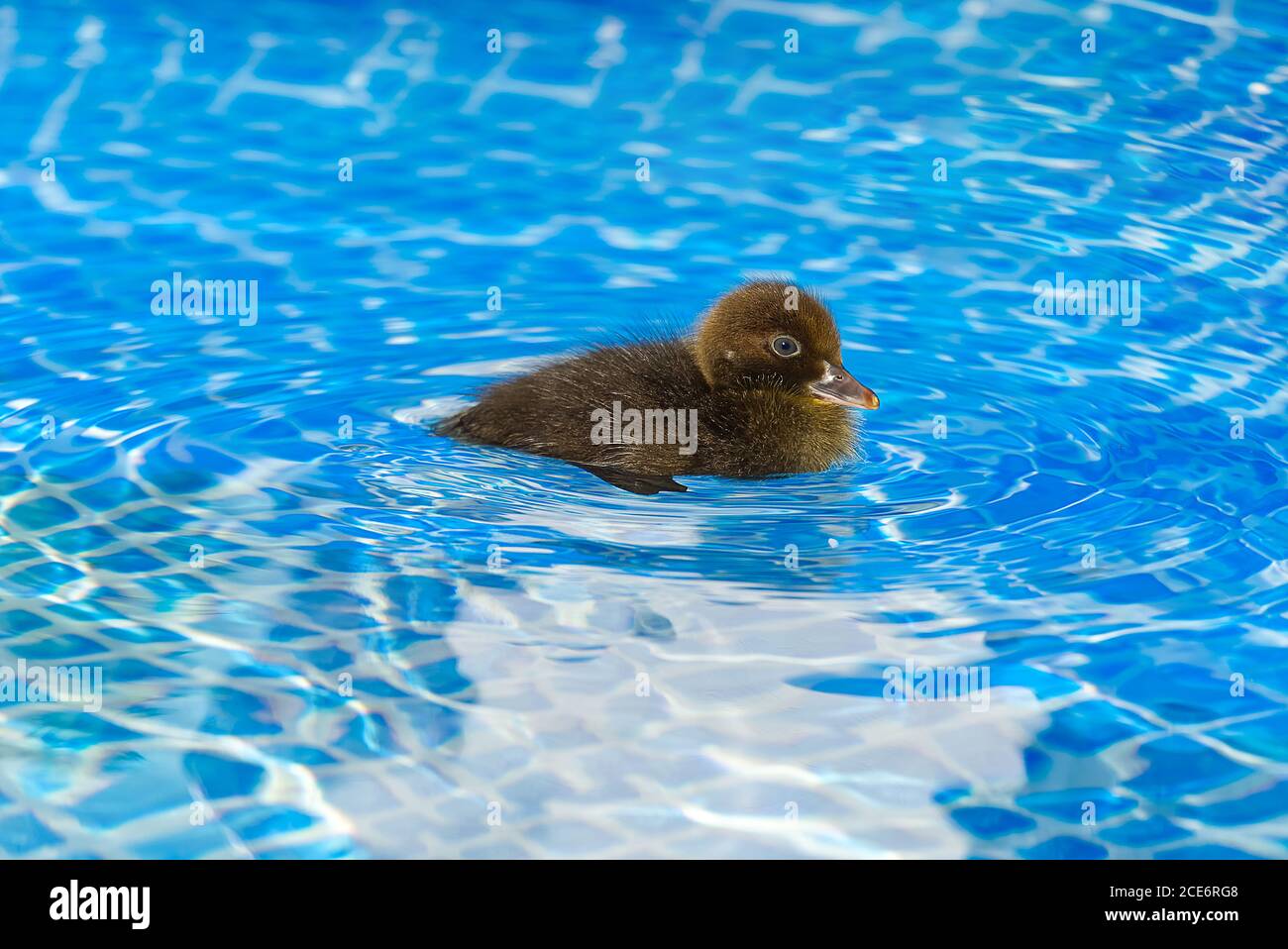 Brown small cute duckling in swimming pool. Black Duckling swimming in ...