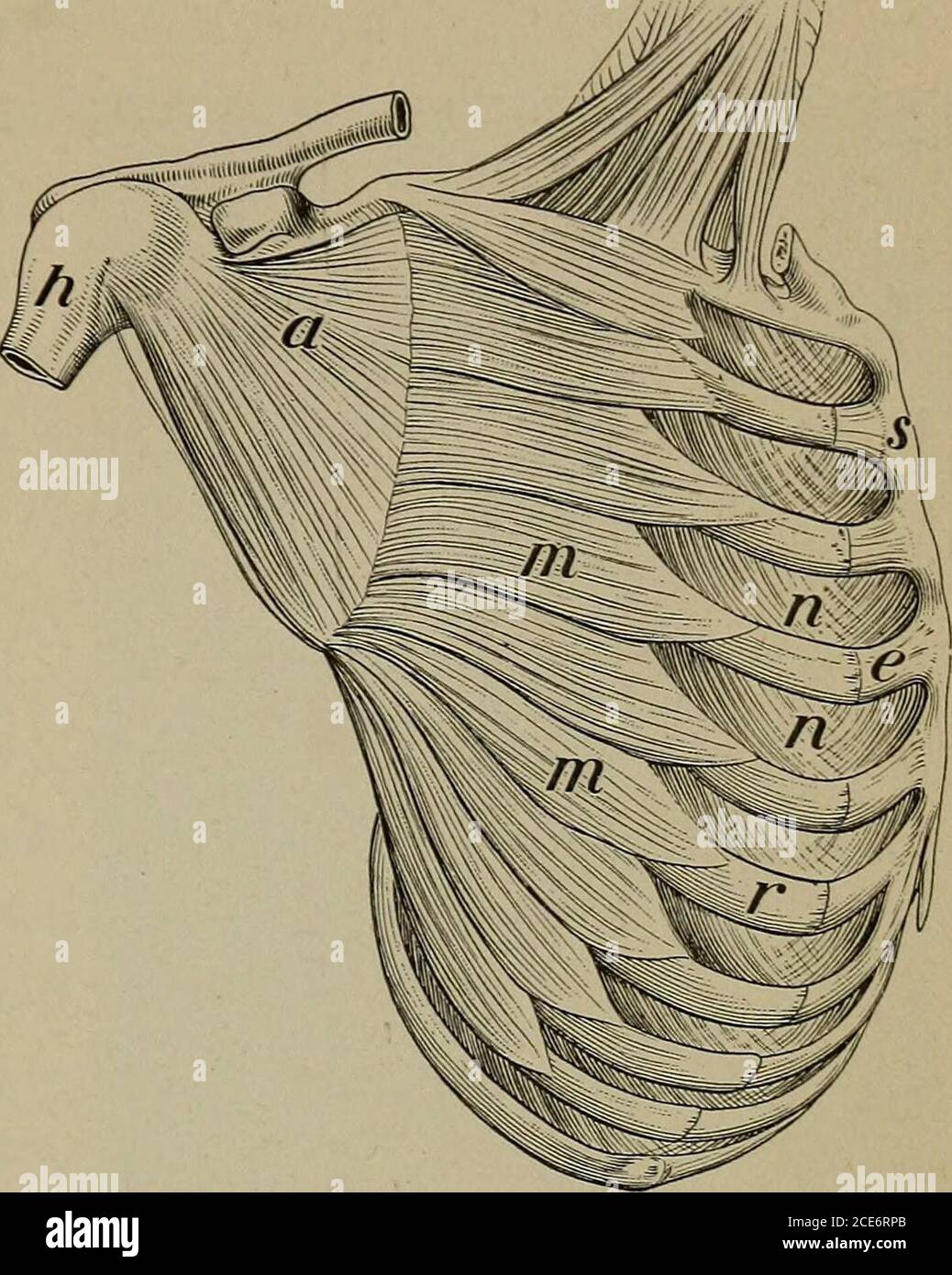 . The human body and health : an elementary text-book of essential ...