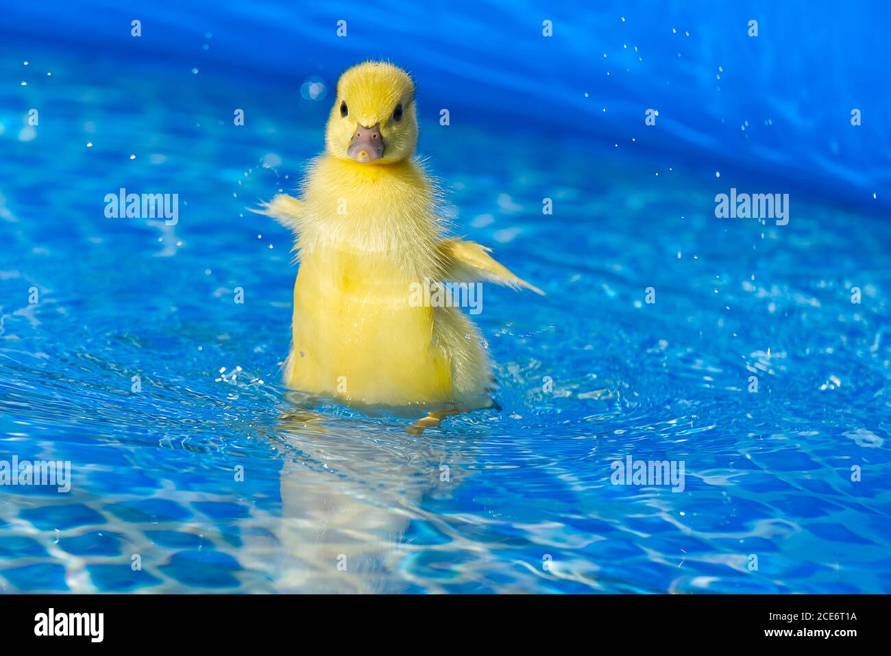 Yellow small cute duckling in swimming pool. Duckling swimming in ...