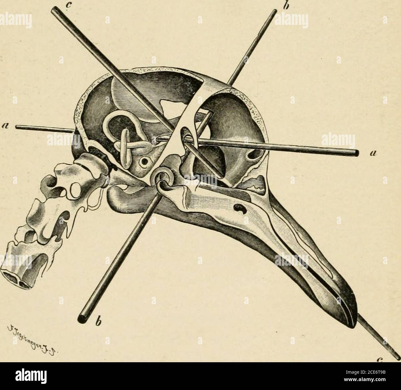 Human semicircular canals hi-res stock photography and images - Alamy