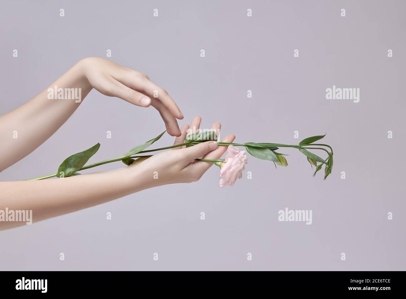 Beauty woman with pink flowers in her hand. Natural cosmetic for hand ...