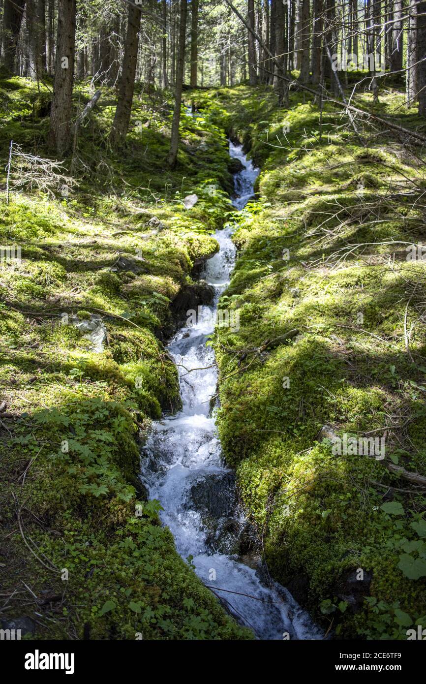 Brook in the forest hi-res stock photography and images - Alamy