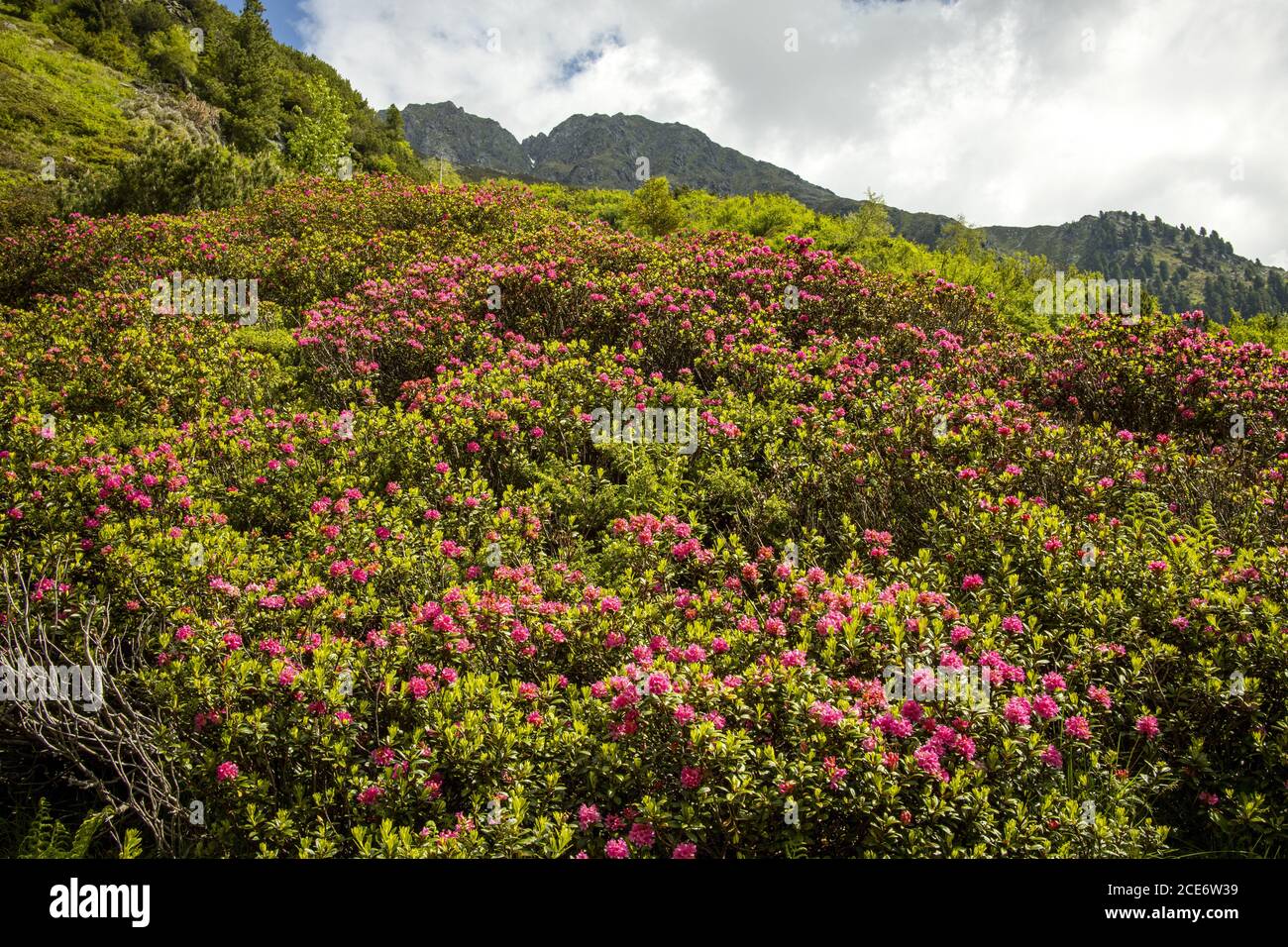 Alpine roses hi-res stock photography and images - Alamy
