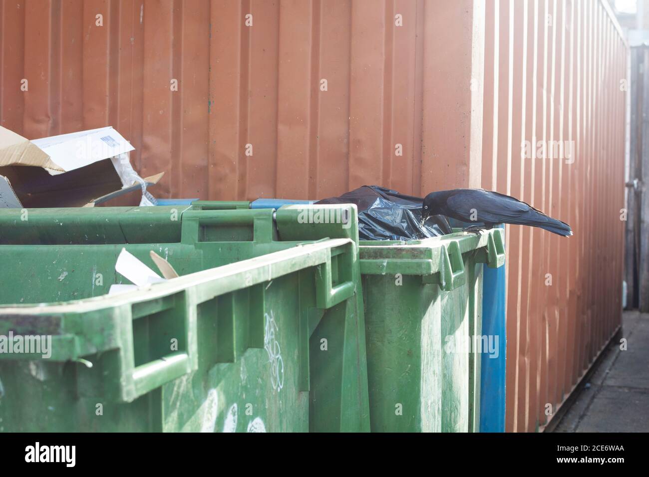 Crow eating garbage in city containers Stock Photo - Alamy