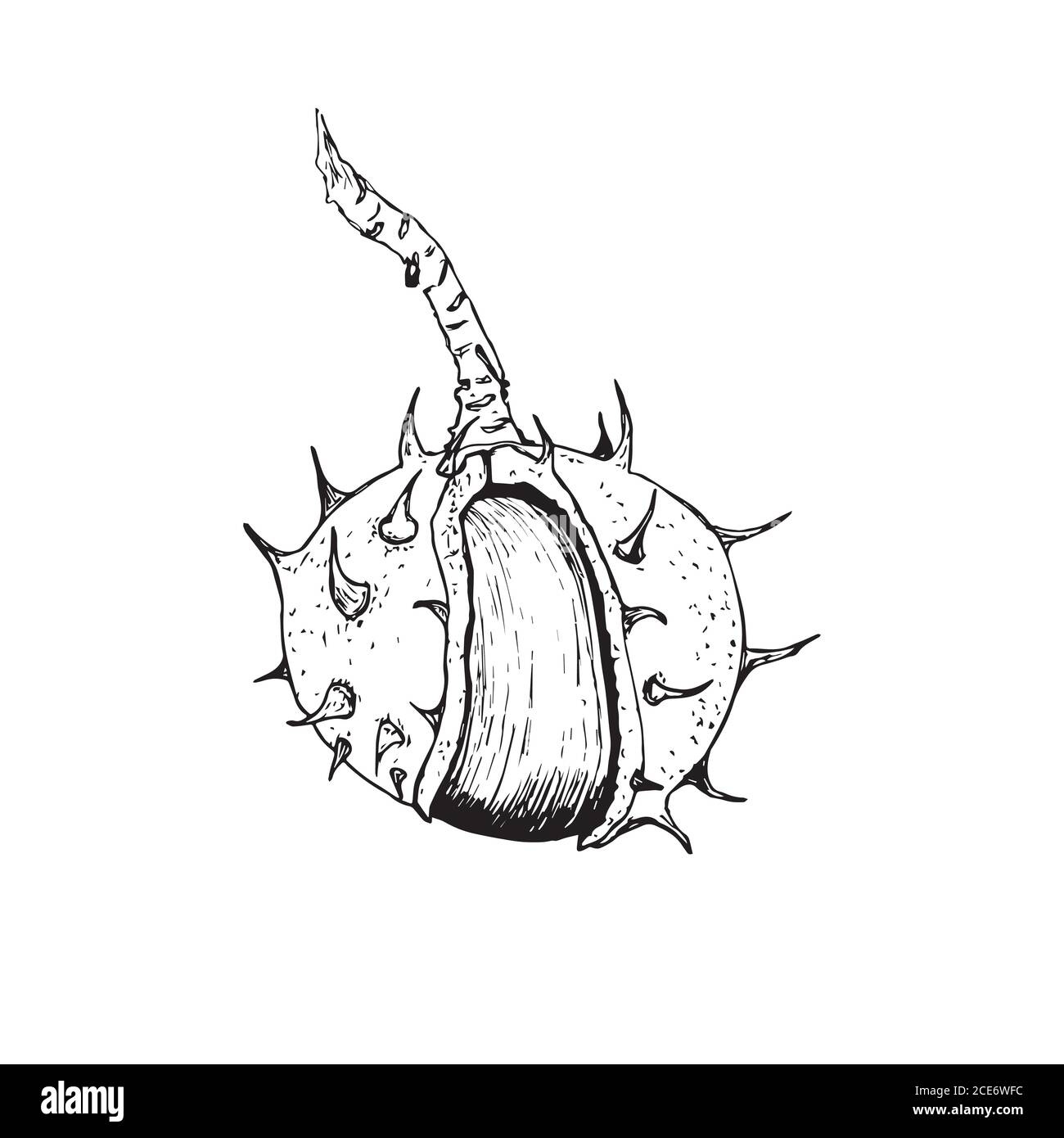 Chestnut. Hand-drawn illustration of a chestnut tree. Sketching Stock ...