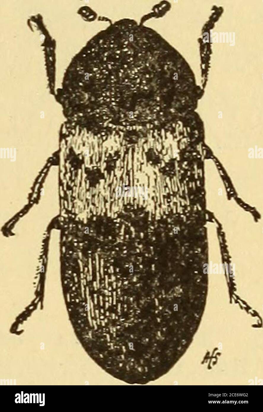 Saw Toothed Grain Beetle High Resolution Stock Photography and Images ...