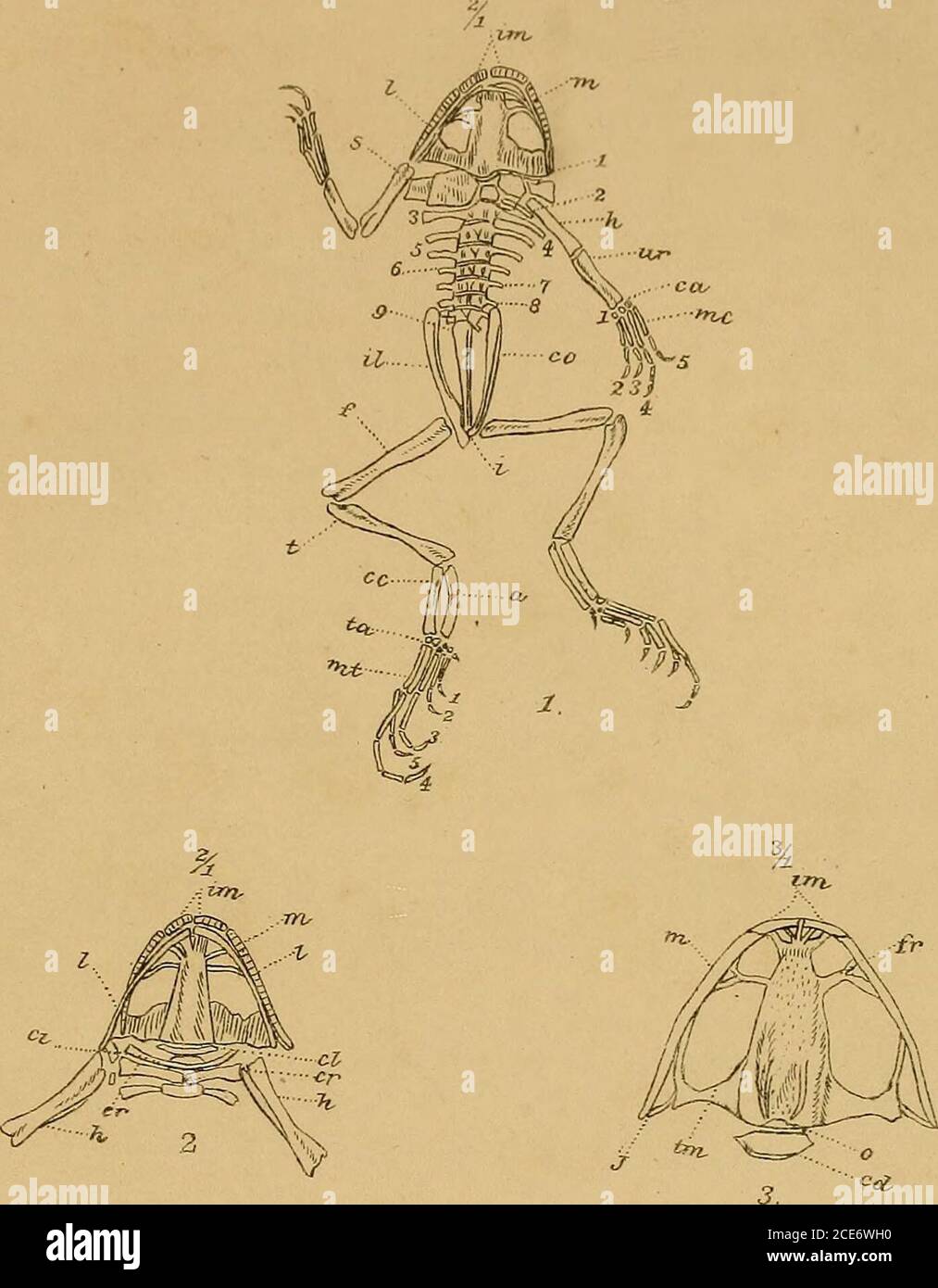 . Memoirs of the Geological Survey of India . , > J^j^^j^^ 9, sacral ...