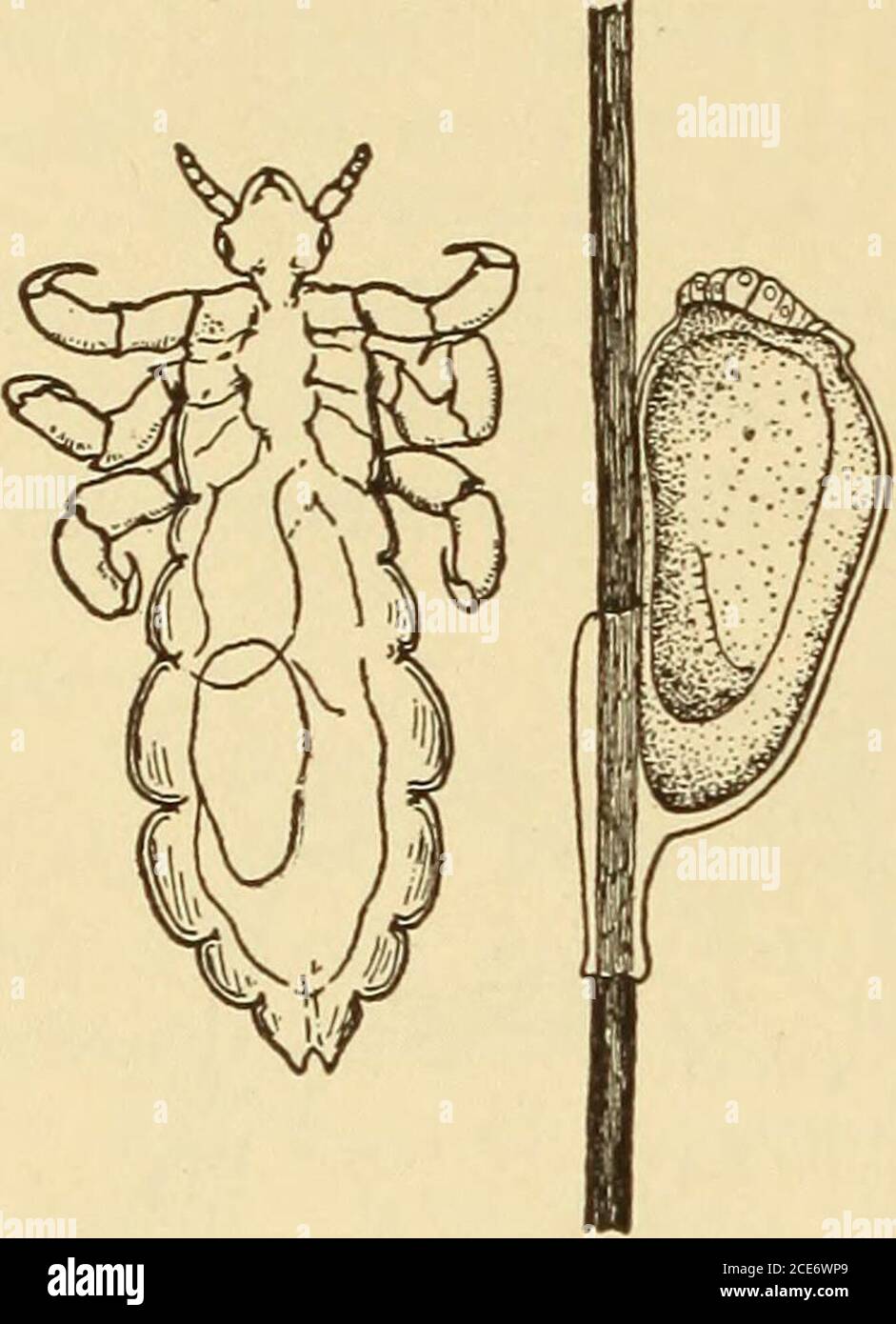 Clothes louse hi-res stock photography and images - Alamy