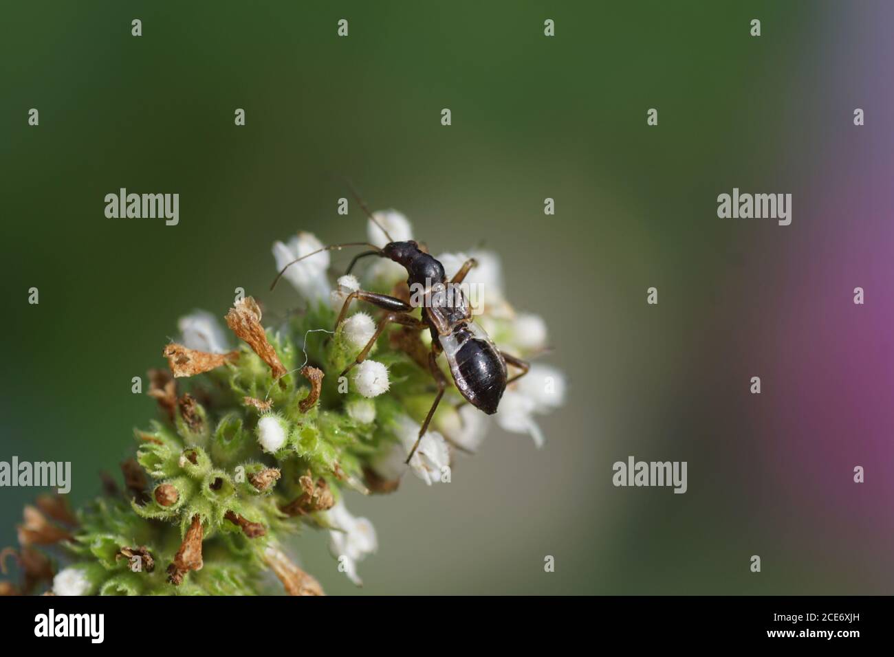 Family nabidae hi-res stock photography and images - Alamy