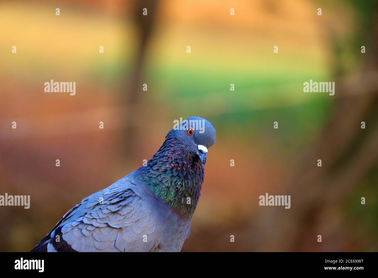 side view closeup of pigeon on blur background Stock Photo - Alamy