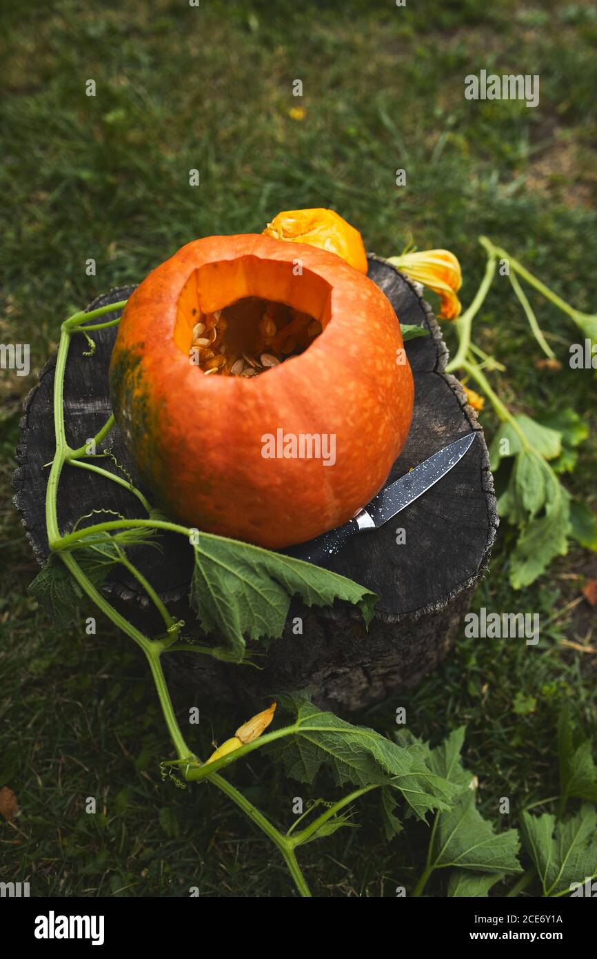 Pumpkin on stump in the wood, garden, outdoor, near knife, before ...