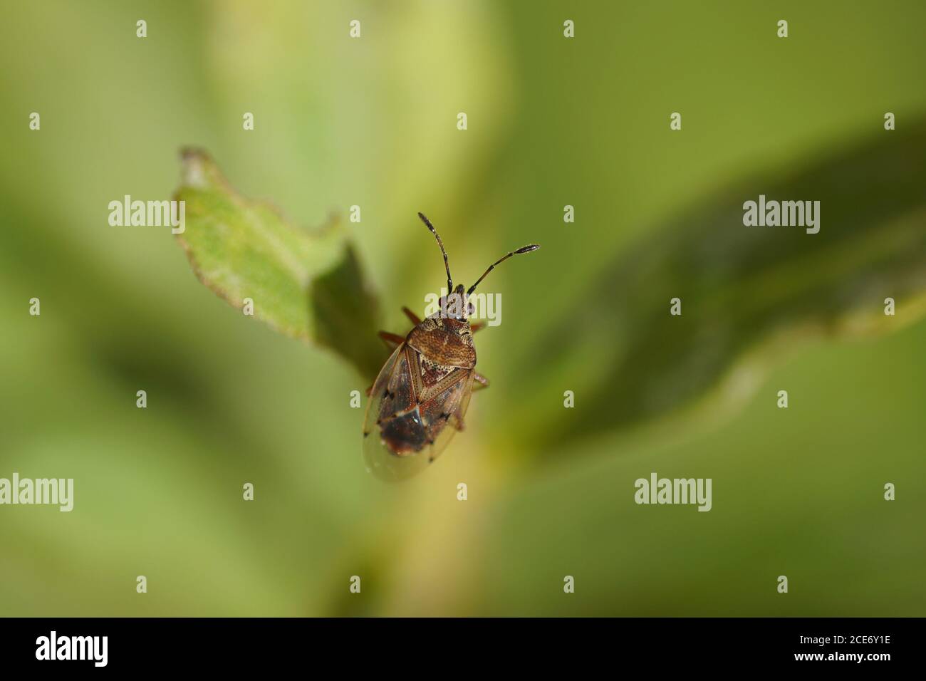 Birch catkin bug (Kleidocerys resedae) on a plant. Family Lygaeidae ...