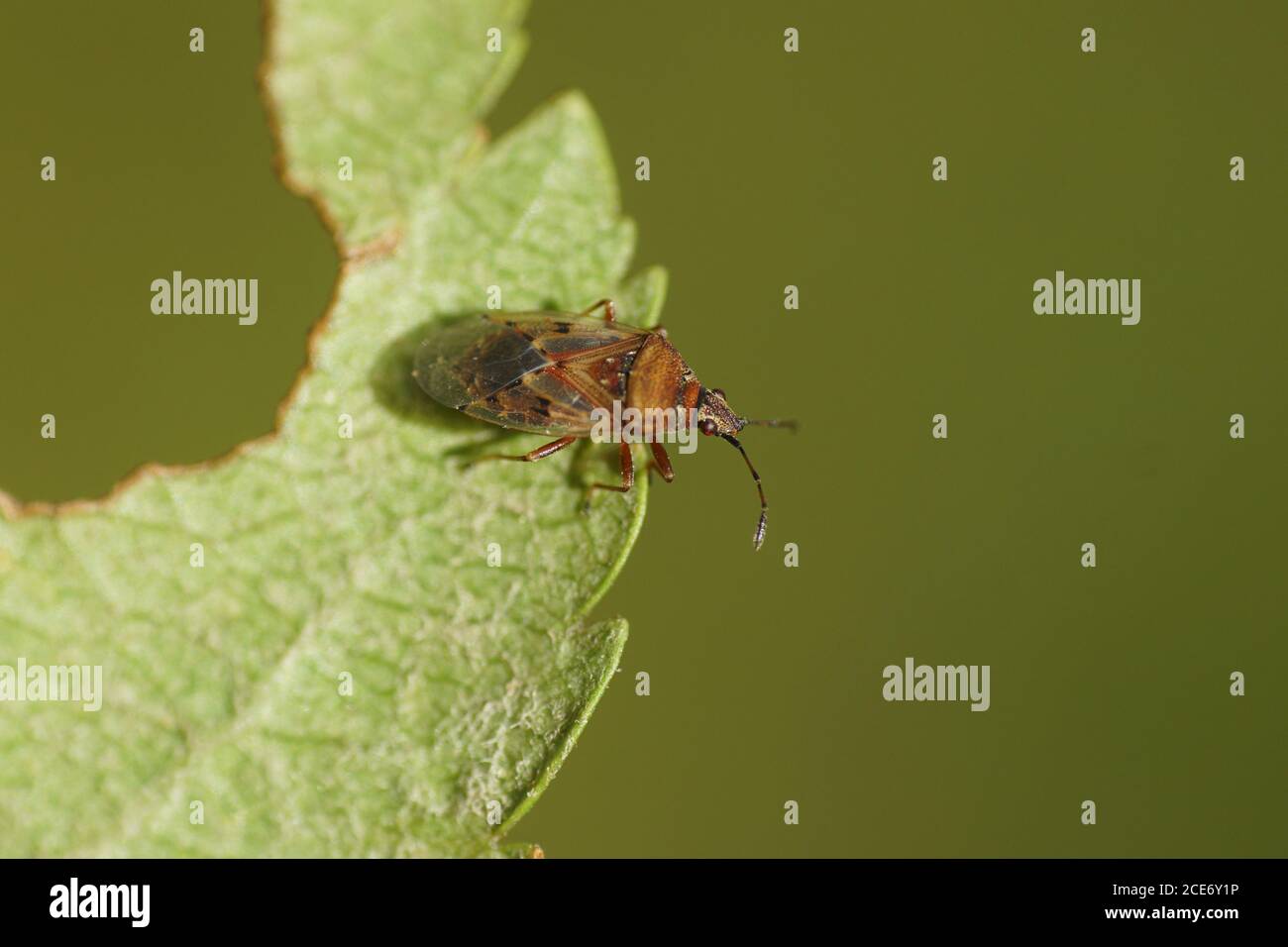 Birch catkin bug (Kleidocerys resedae) on a plant. Family Lygaeidae ...