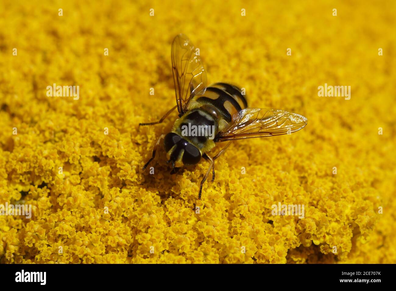 Batman hoverfly (Myathropa florea), family Syrphidae on yellow flowers ...