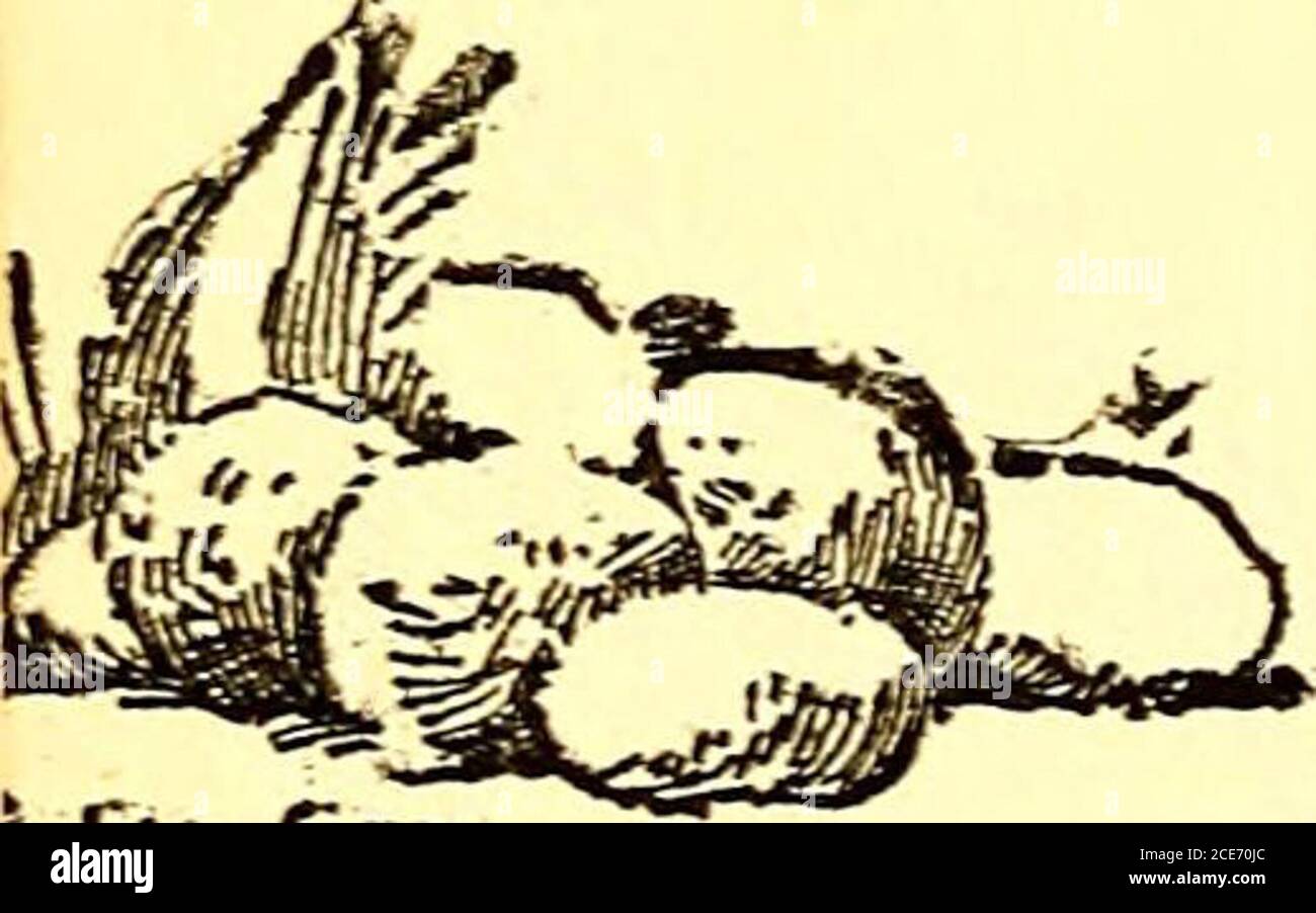 Big five drawings hi-res stock photography and images - Alamy