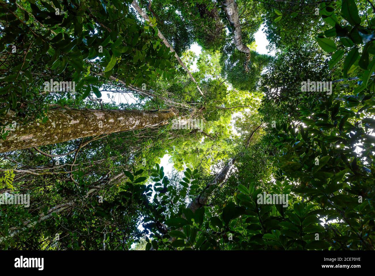 rainforest in Masoala national park, Madagascar Stock Photo - Alamy