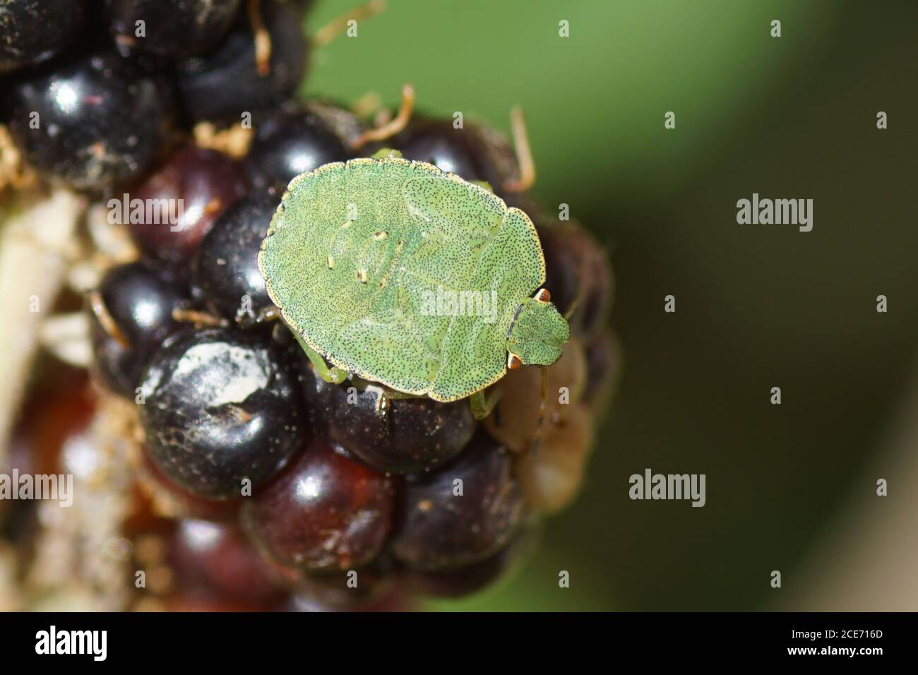 A nymph of a green shield bug (Palomena prasina) of the family ...