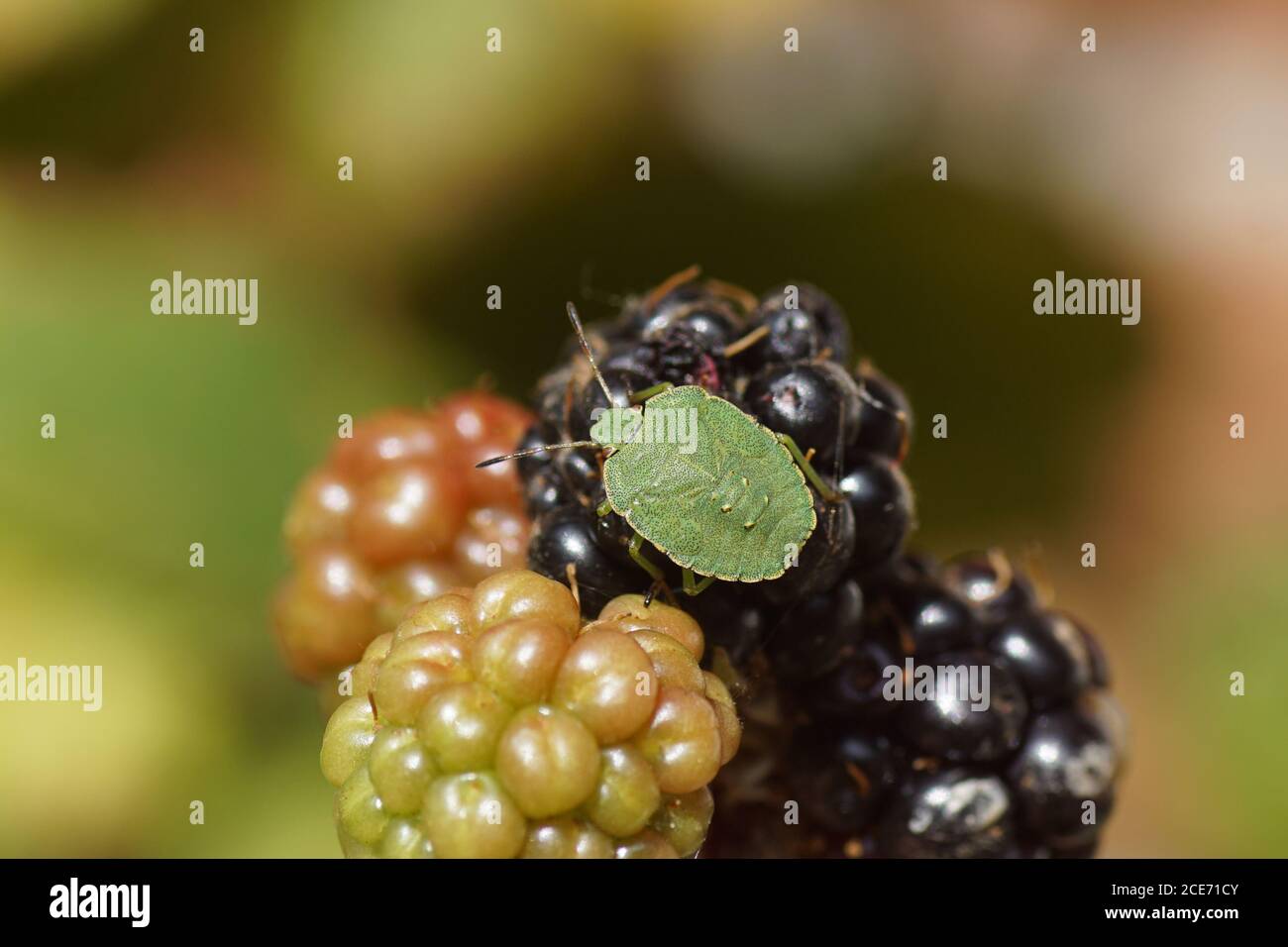 A nymph of a green shield bug (Palomena prasina) of the family ...