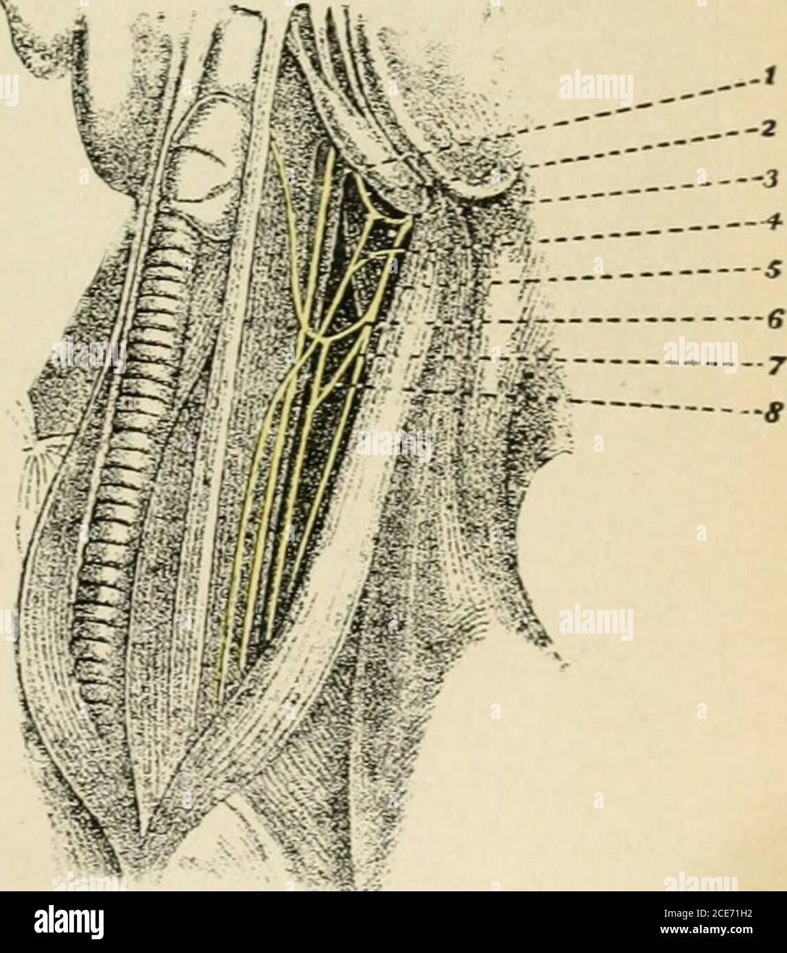 Cyon hi-res stock photography and images - Alamy