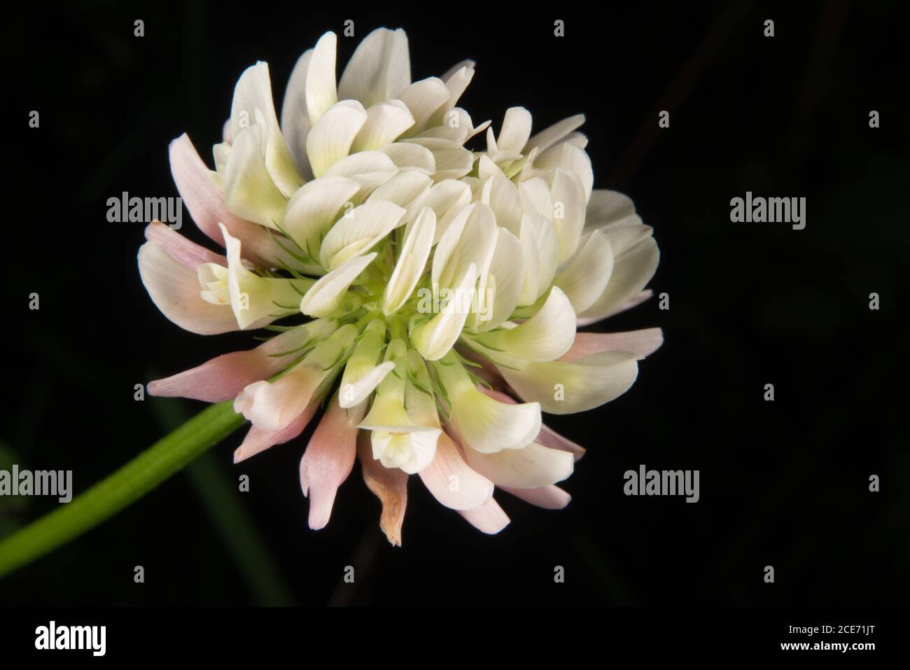 Collection clover hi-res stock photography and images - Alamy