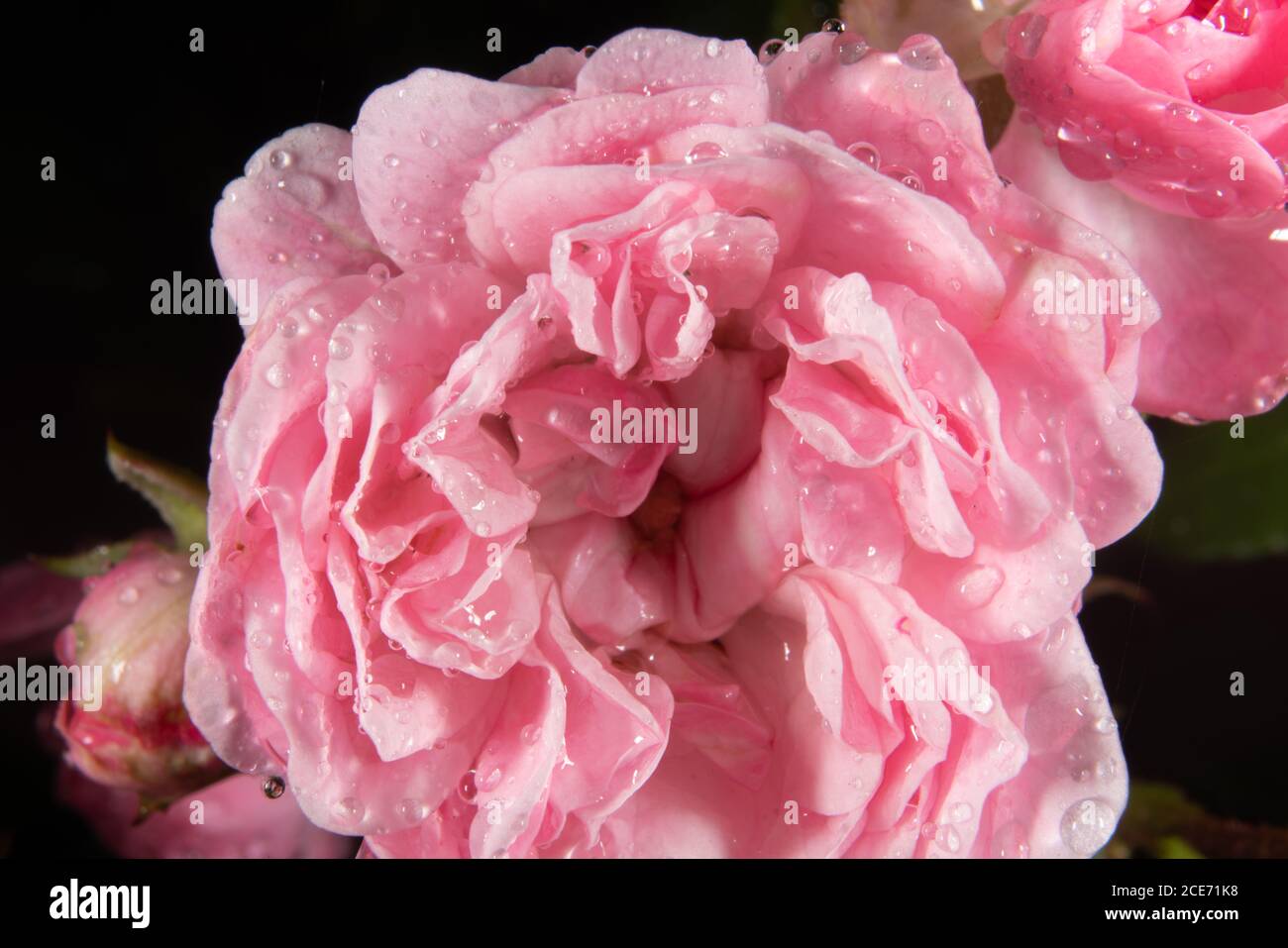 Wet rose hi-res stock photography and images - Alamy