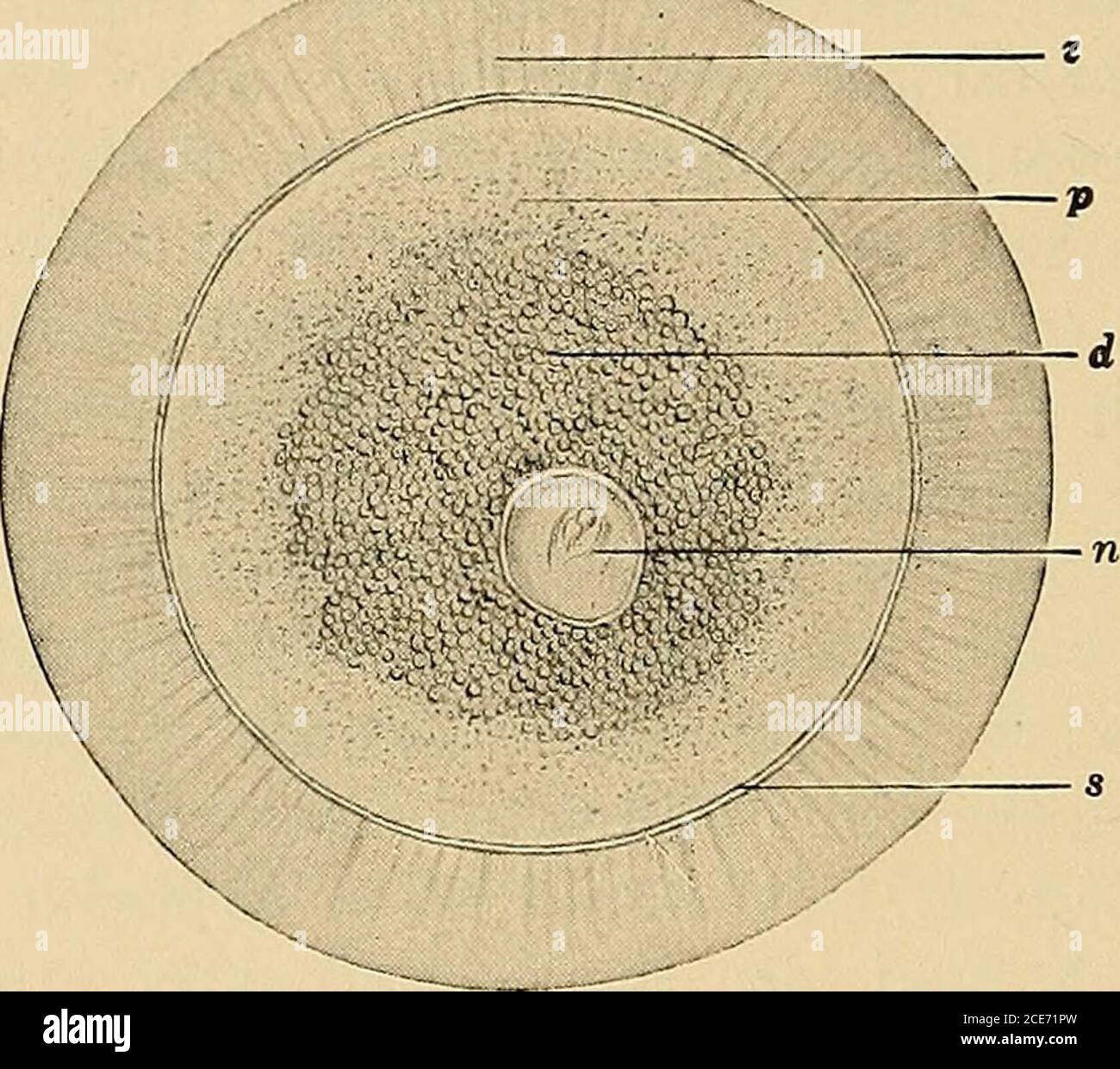 . A text-book of physiology : for medical students and physicians . a ...