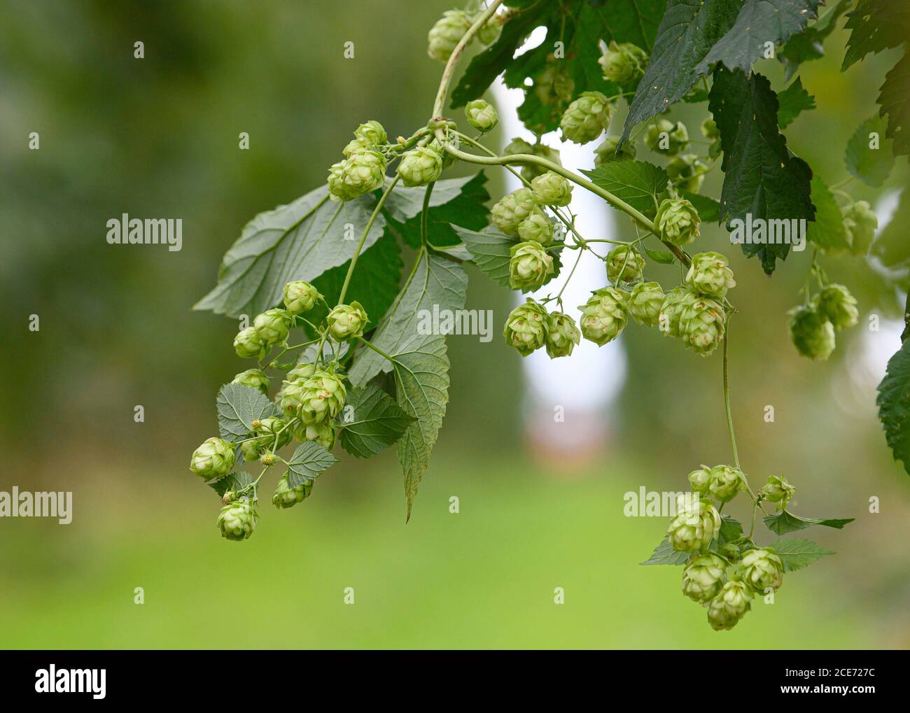 Hop plants hi-res stock photography and images - Alamy