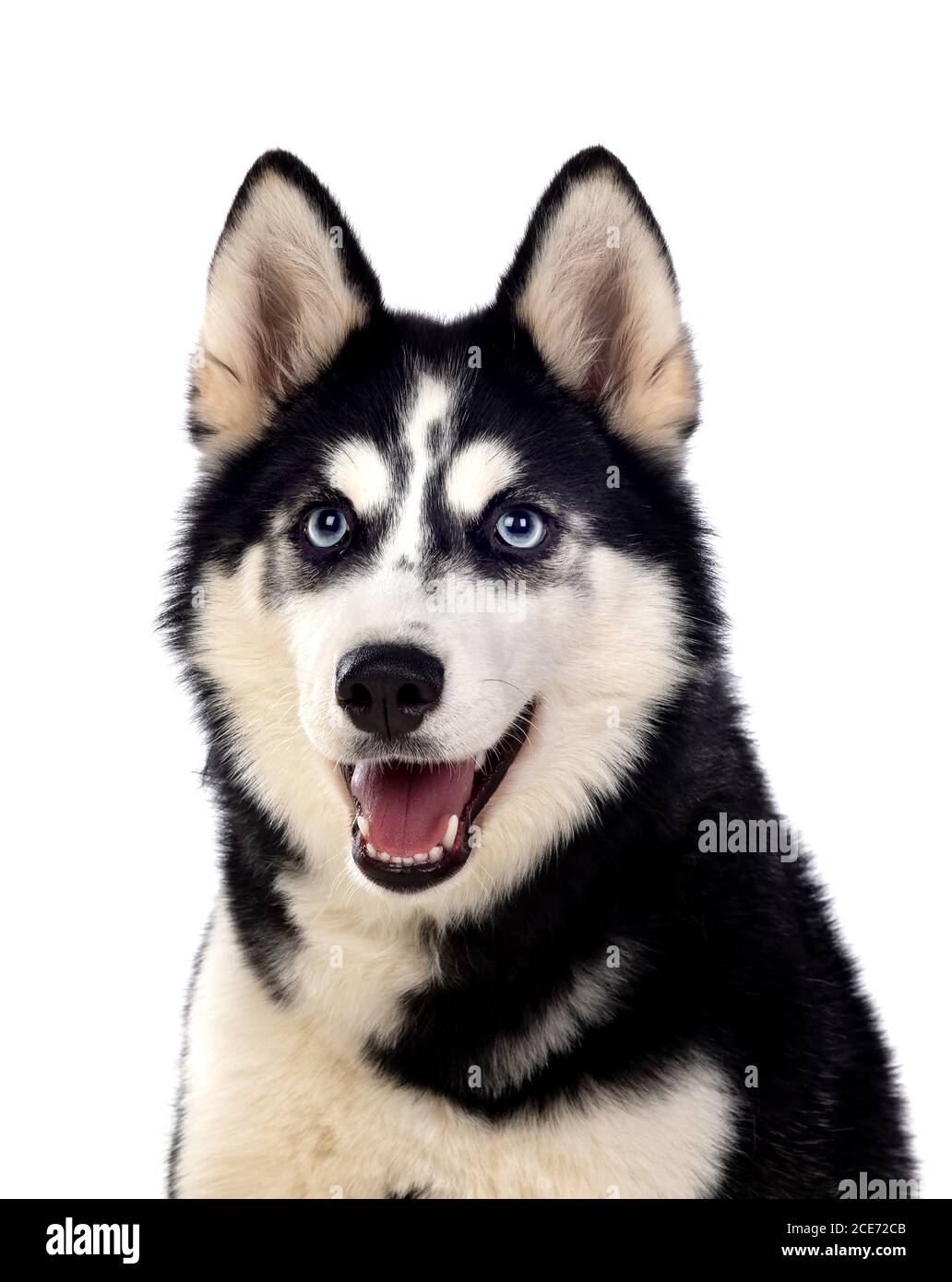 Portrait of a blue eyed Siberian Husky dog isolated on white background ...