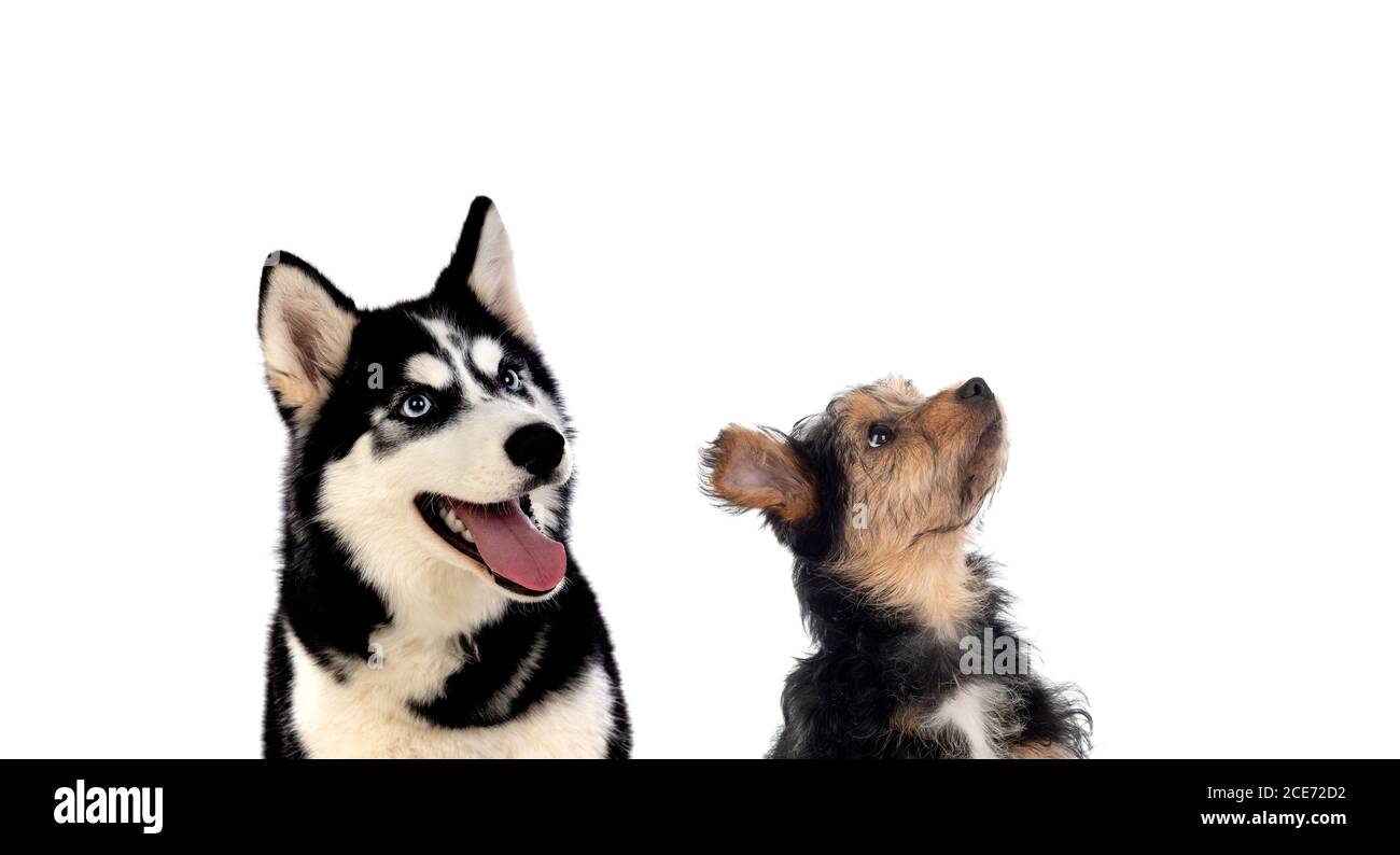 Two dogs of different sizes looking upwards isolated on a white ...