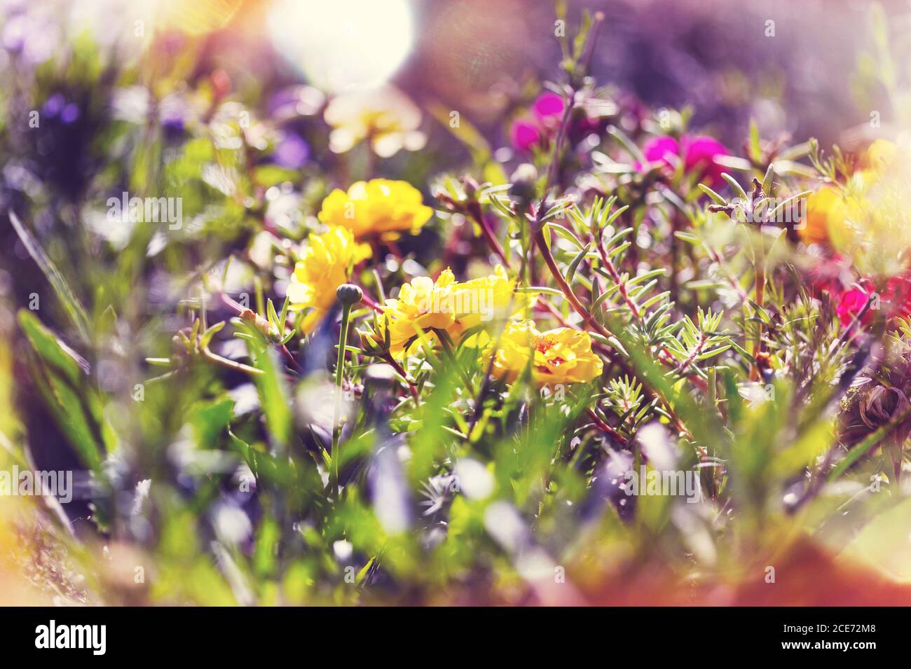 Sere flowers hi-res stock photography and images - Alamy