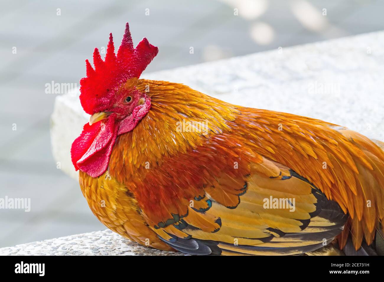 Close up face of Rooster ,Red junglefowl (Gallus gallus),Bantam ...