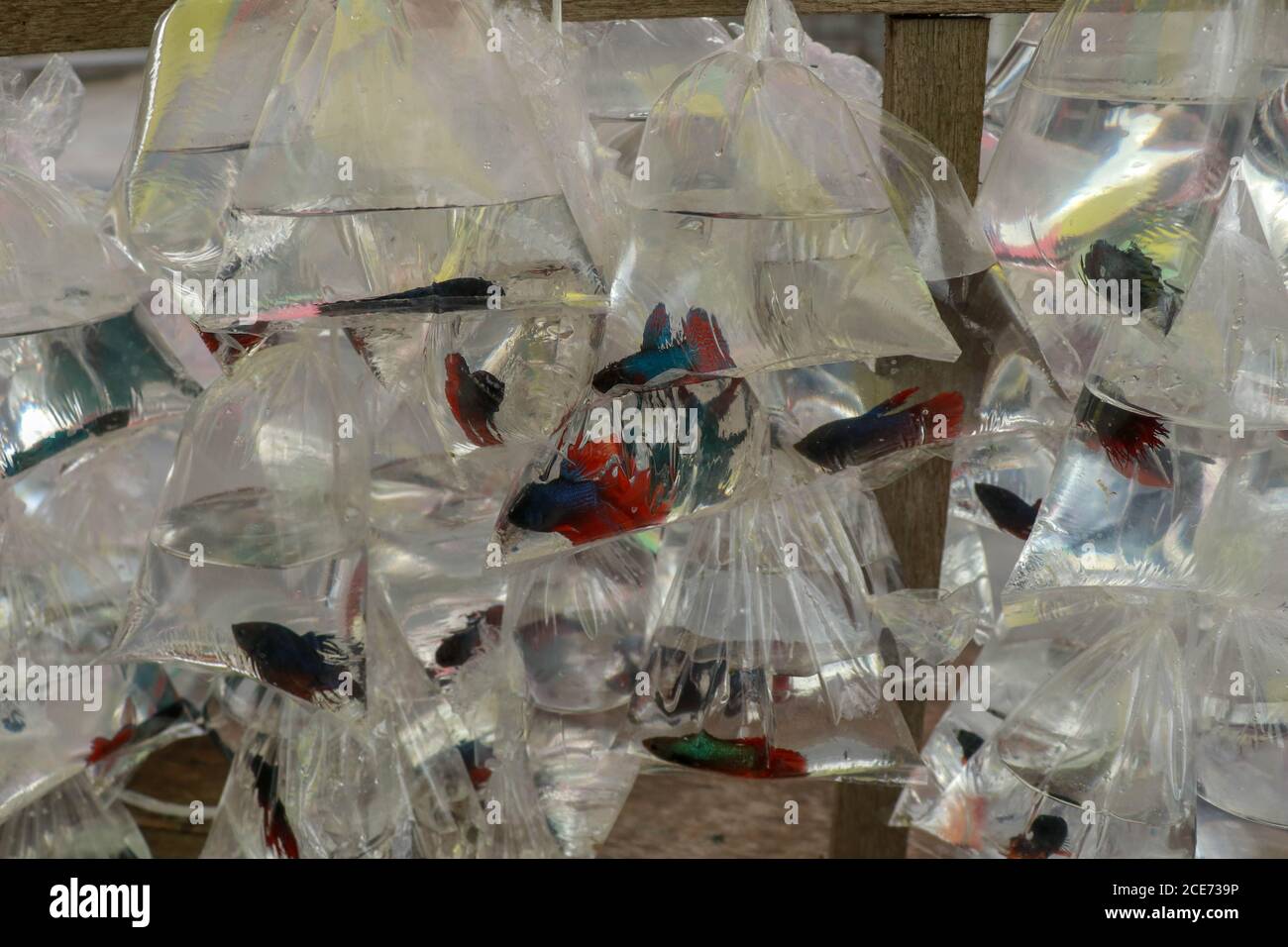 Betta fish in plastic bag hi-res stock photography and images - Alamy